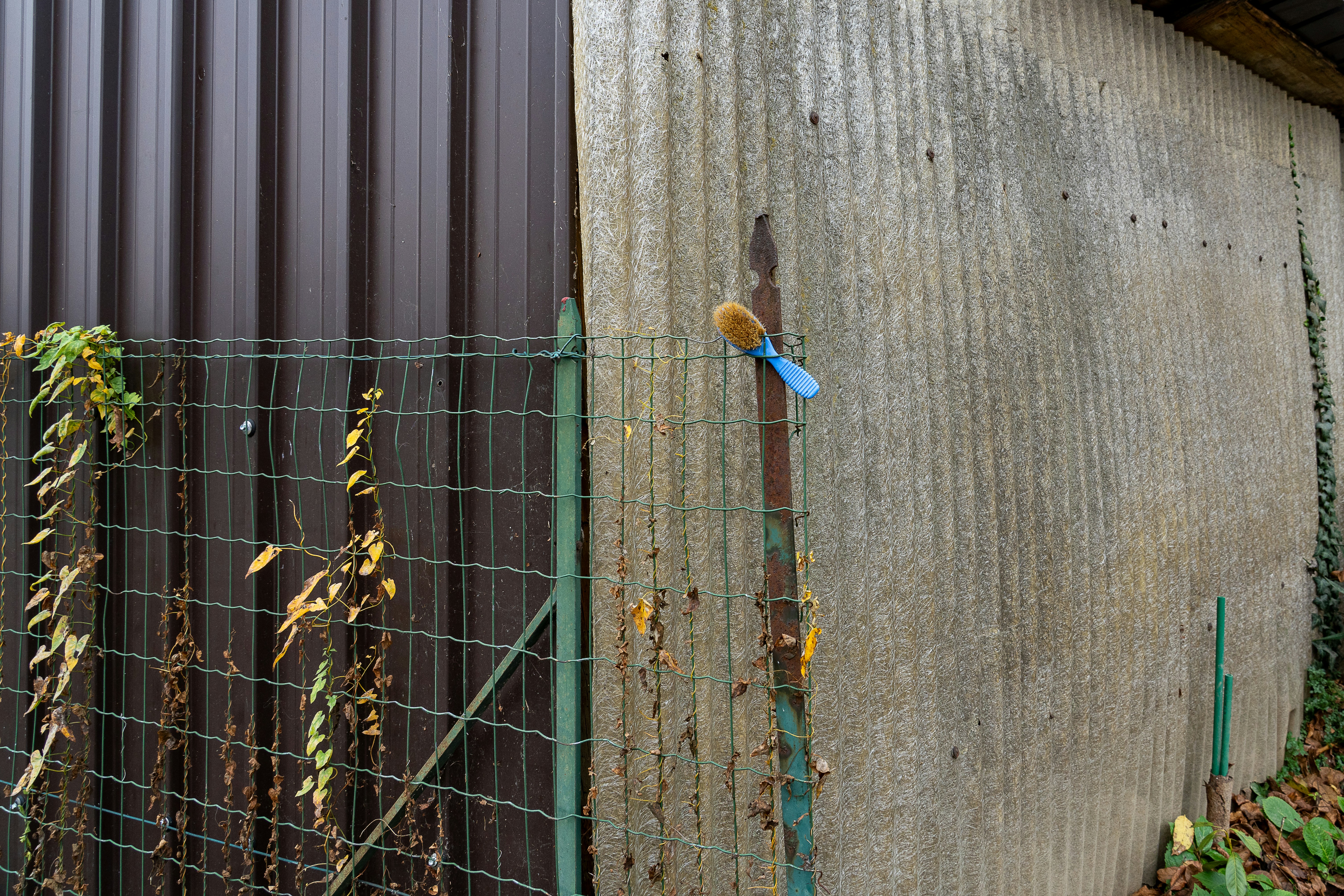 Blue-Tipped Pin on a Weathered Shed
