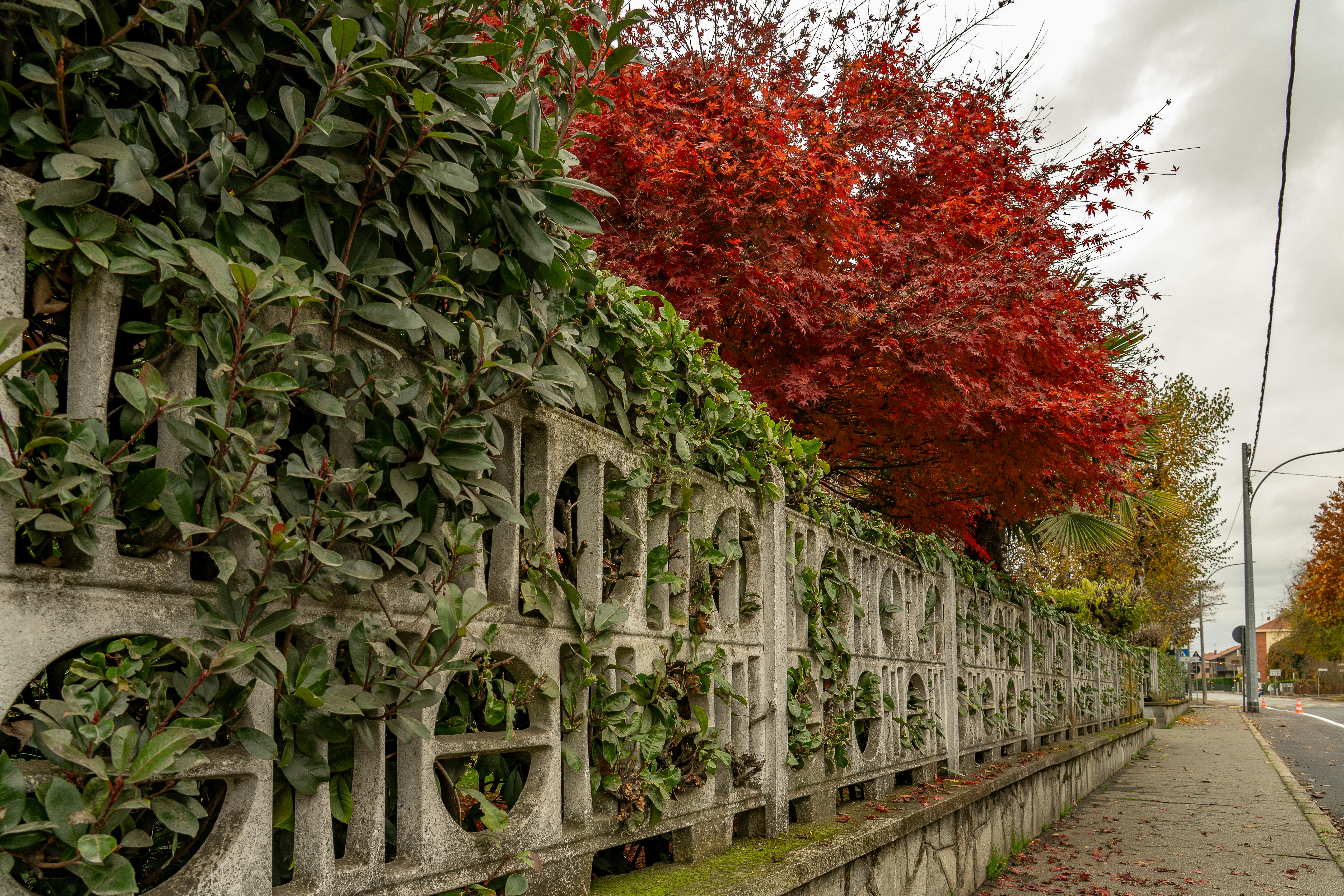 Red Maple Corridor Over the Concrete Lattice