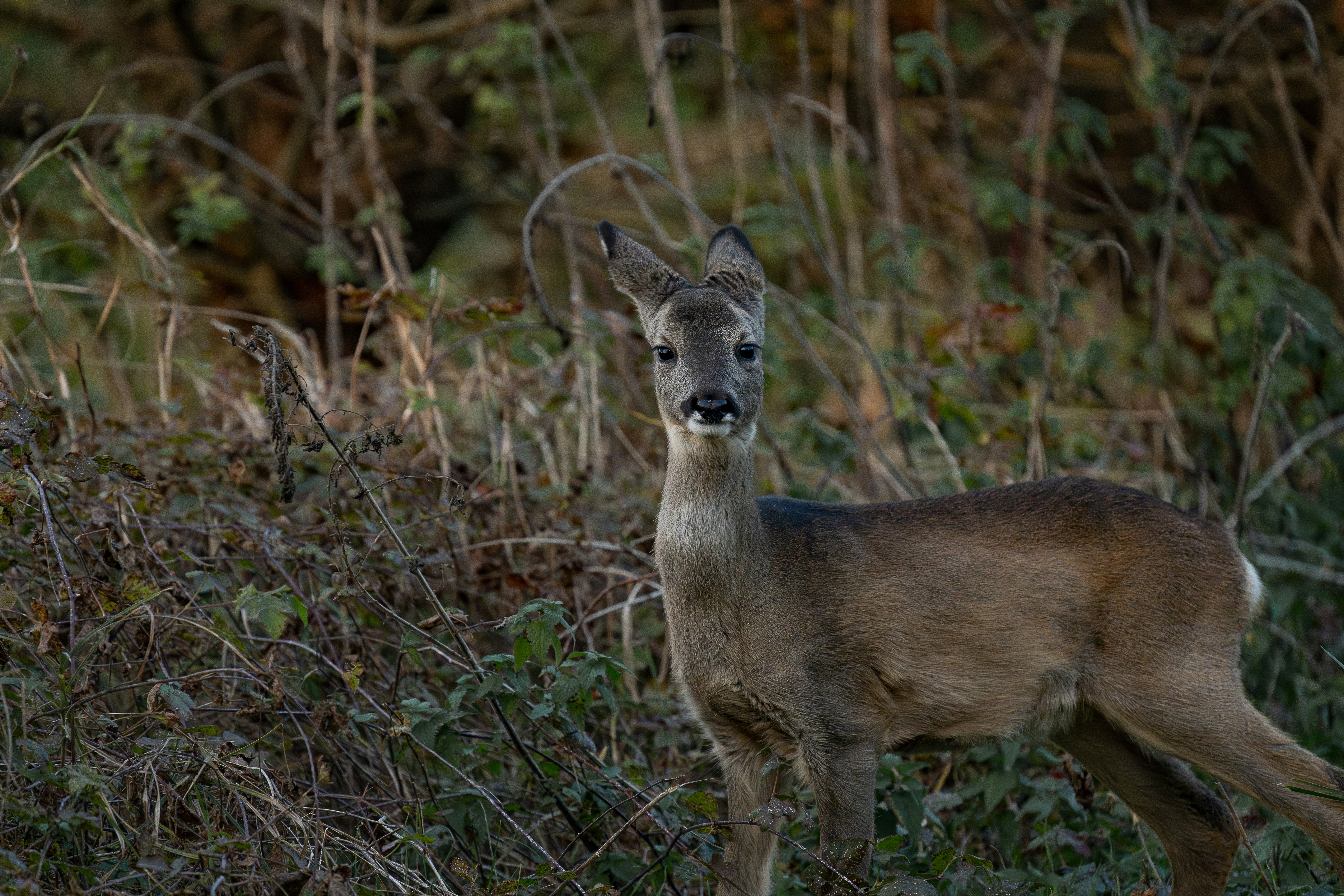 Towards the Quiet Edge: A Doe Paused Among Winter Ferns