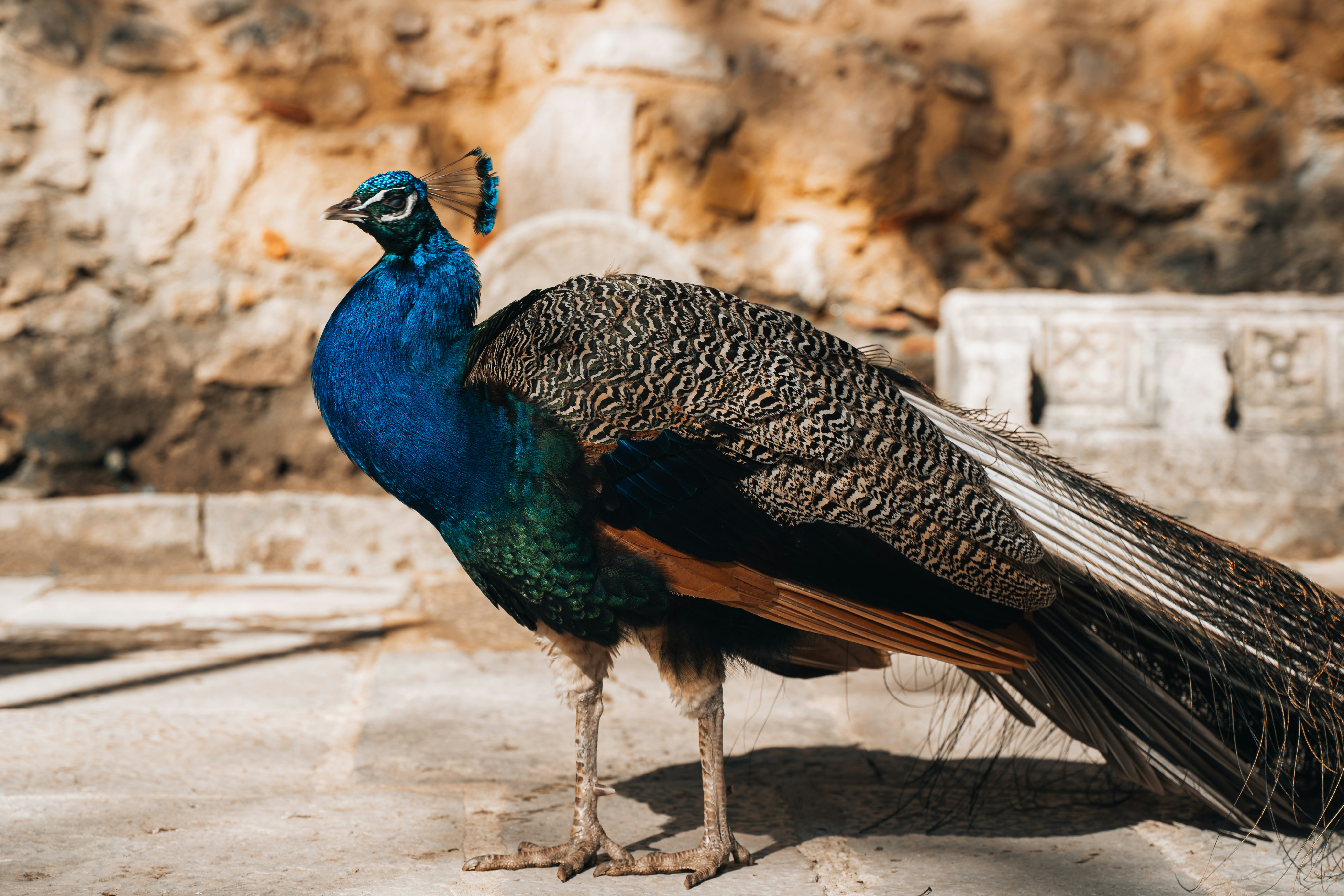 Azure Plumage at the Garden Gate