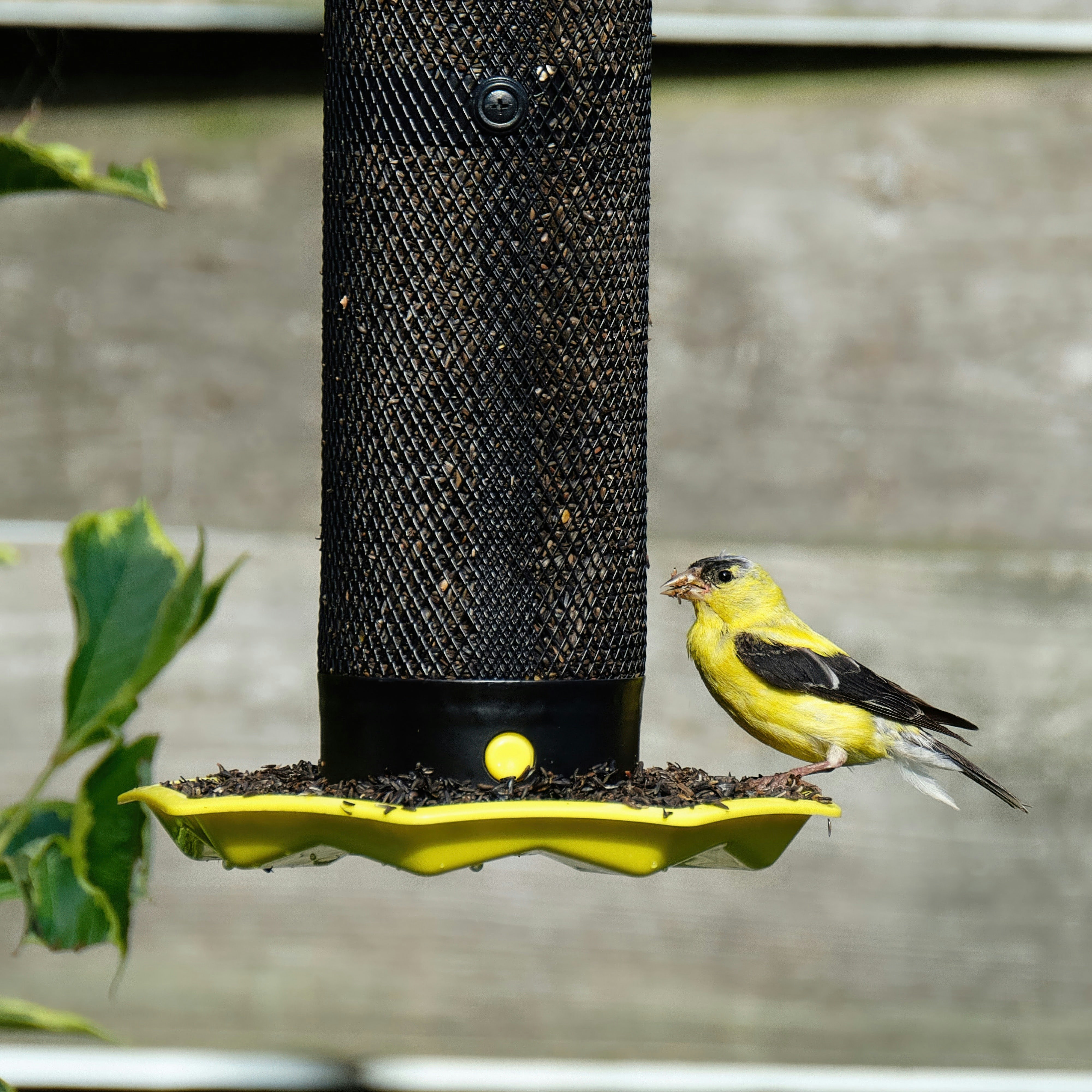 Yellow Warbler at a Yellow Suet Feeder