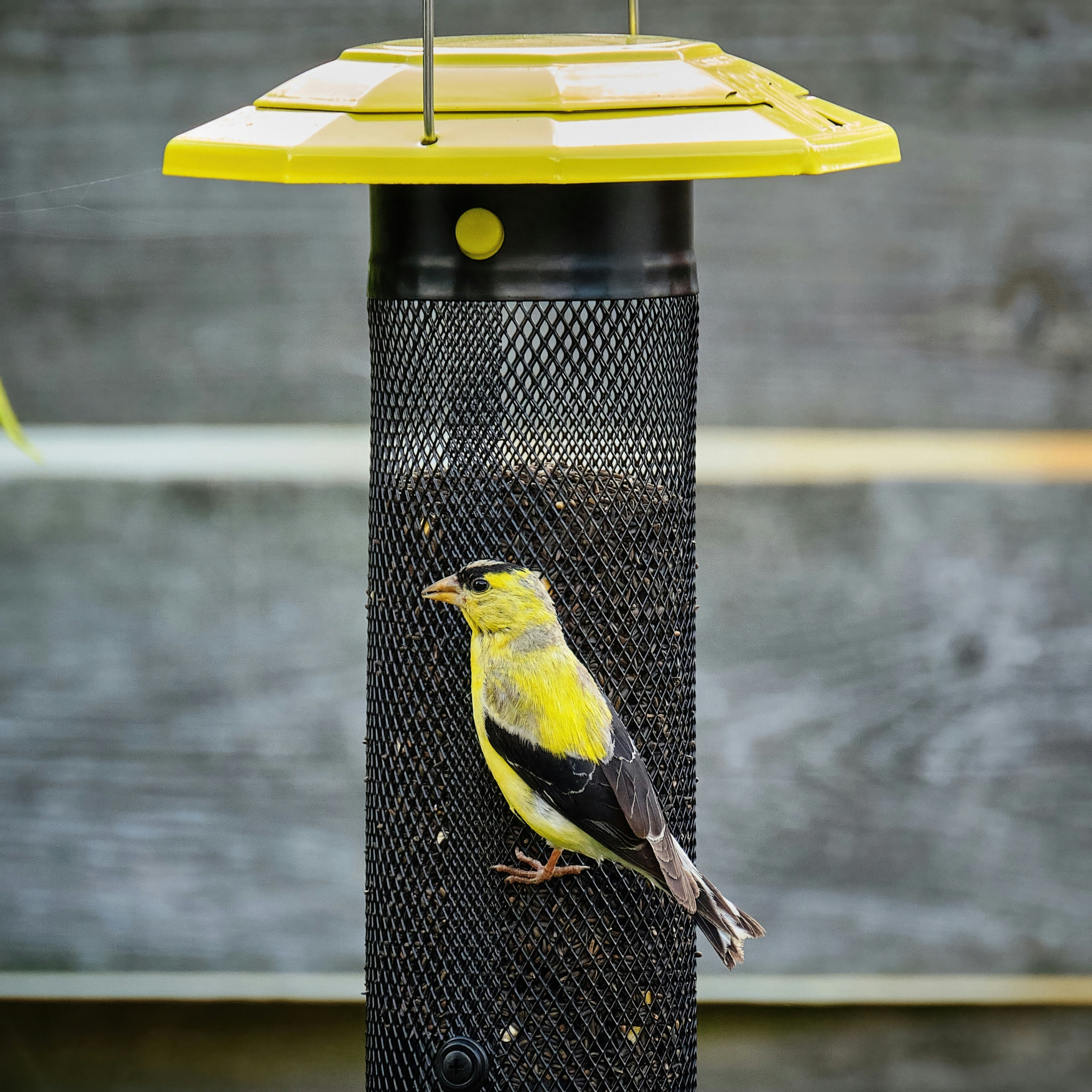Yellow Warbler perched on a cylindrical feeder against a weathered backdrop