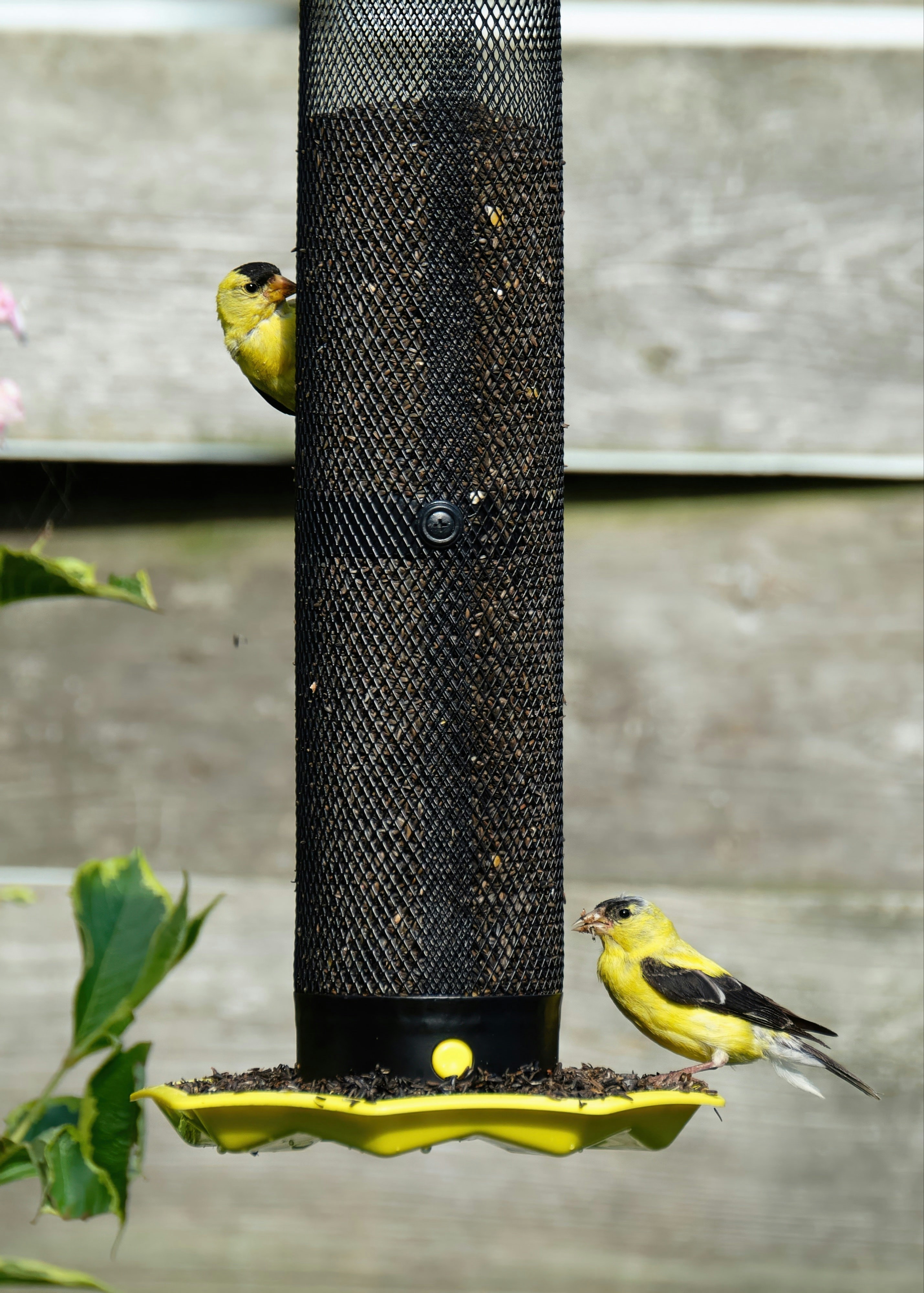 Two Yellow Warblers at a Feeder Twin Gaze