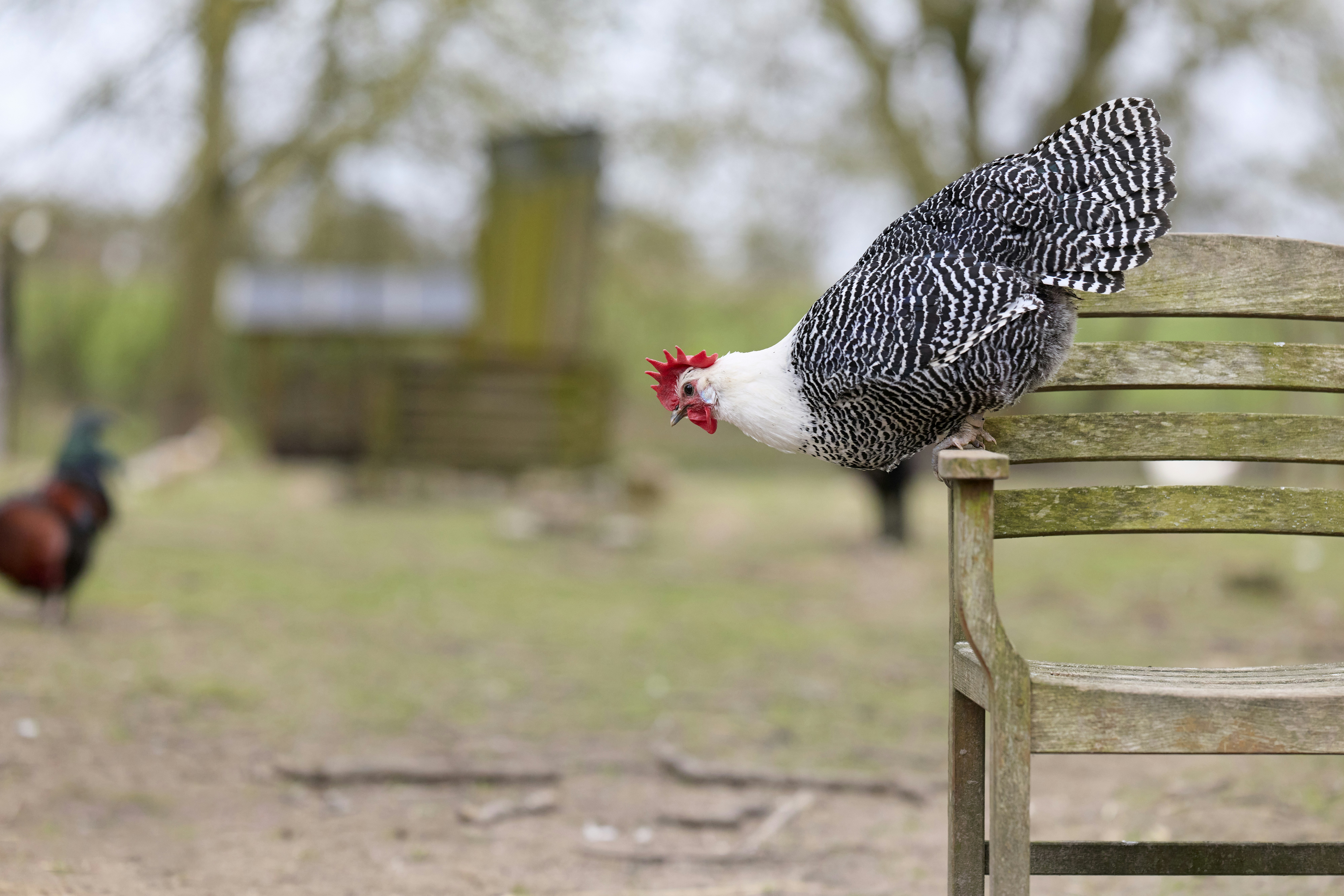 Crooked-Chick: A Red-crested Hen Perched on Weathered Bench