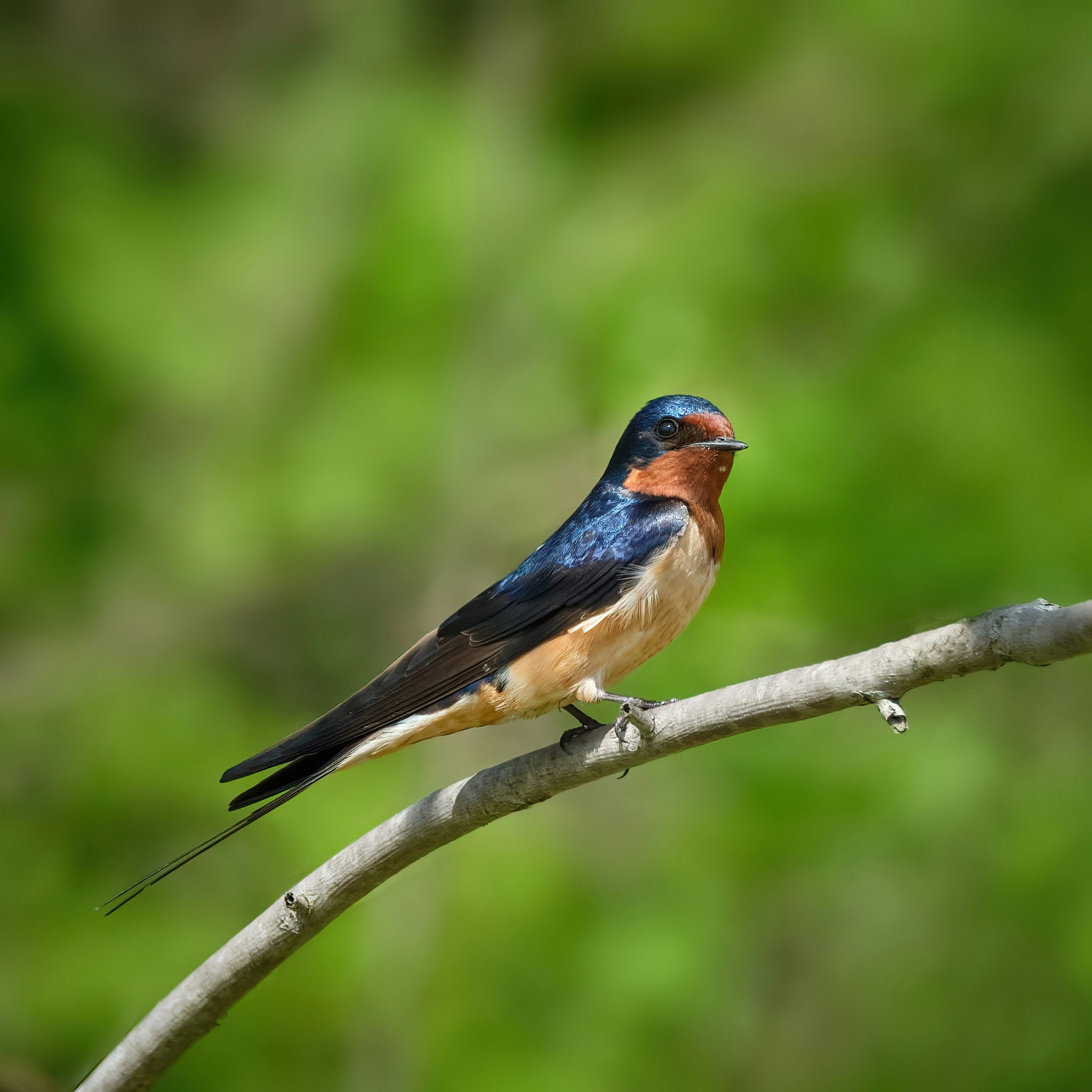 Scarlet Swallow on a Breeze of Green