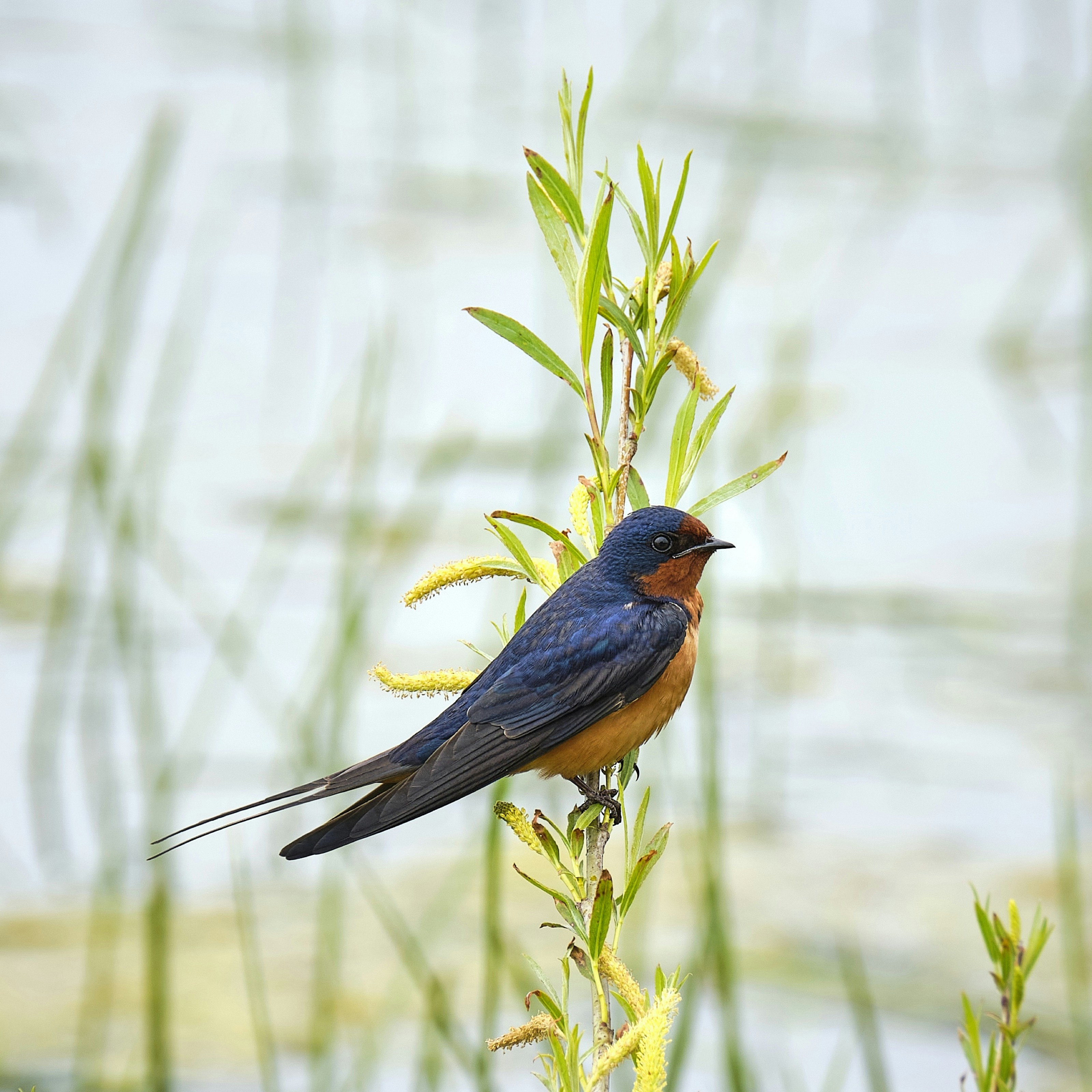 Royal Blue Robin Perched on Reeds
