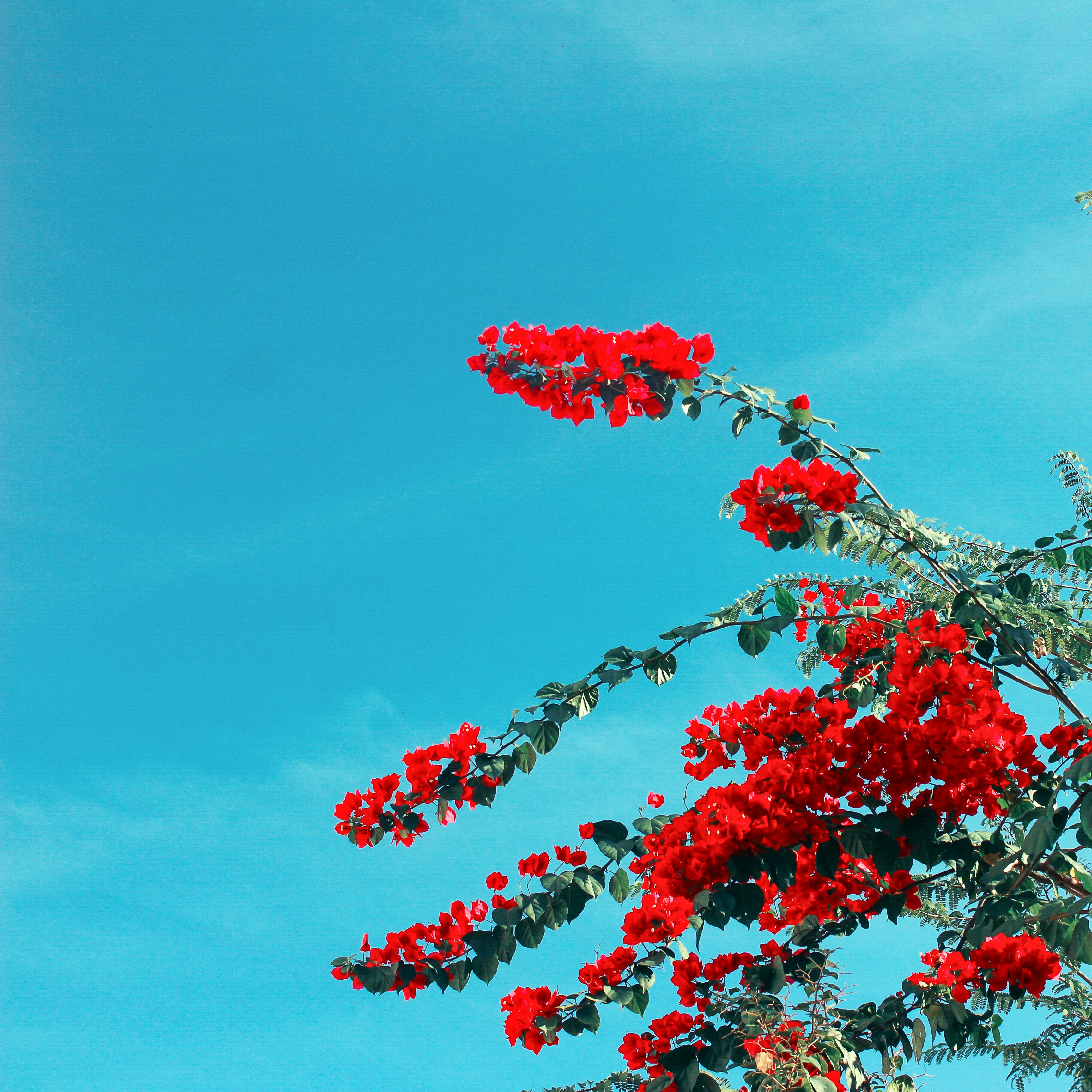 Crimson Bougainvillea against a Clear Summer Sky