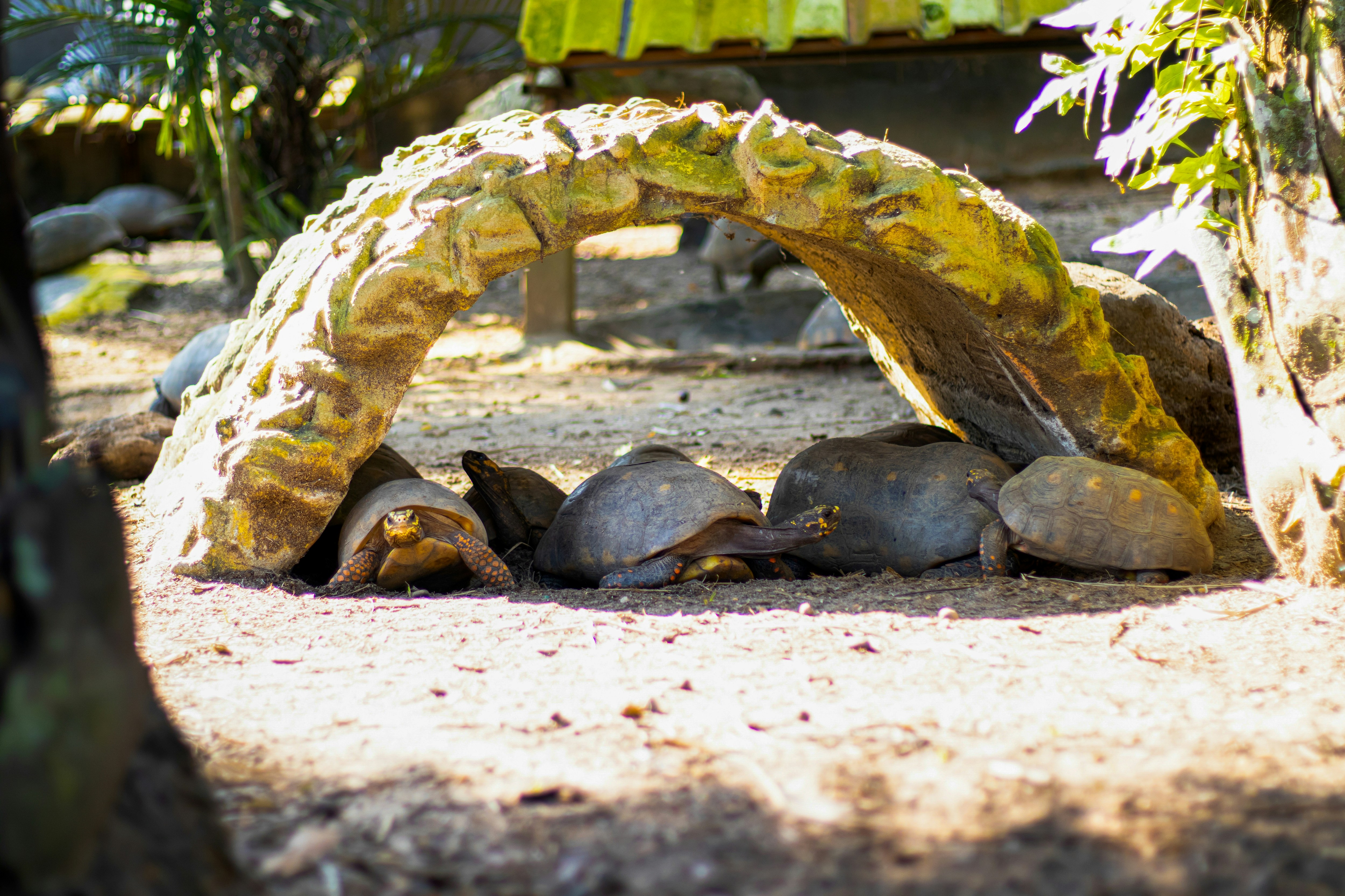 Under the Stone Arch: A Line of Turtles Rest in Dappled Sun