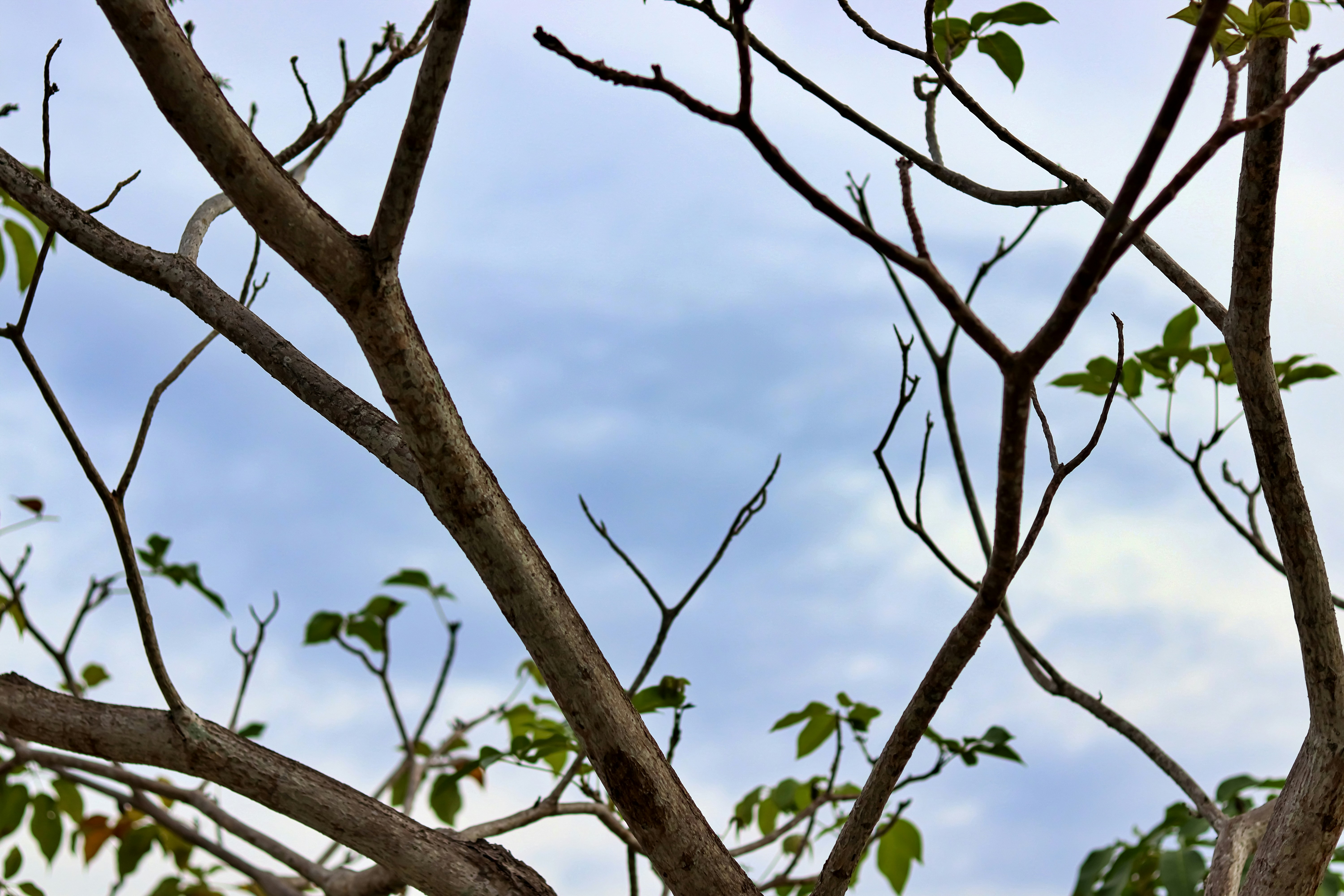 Branches Against a Quiet Sky: Interlaced Nature
