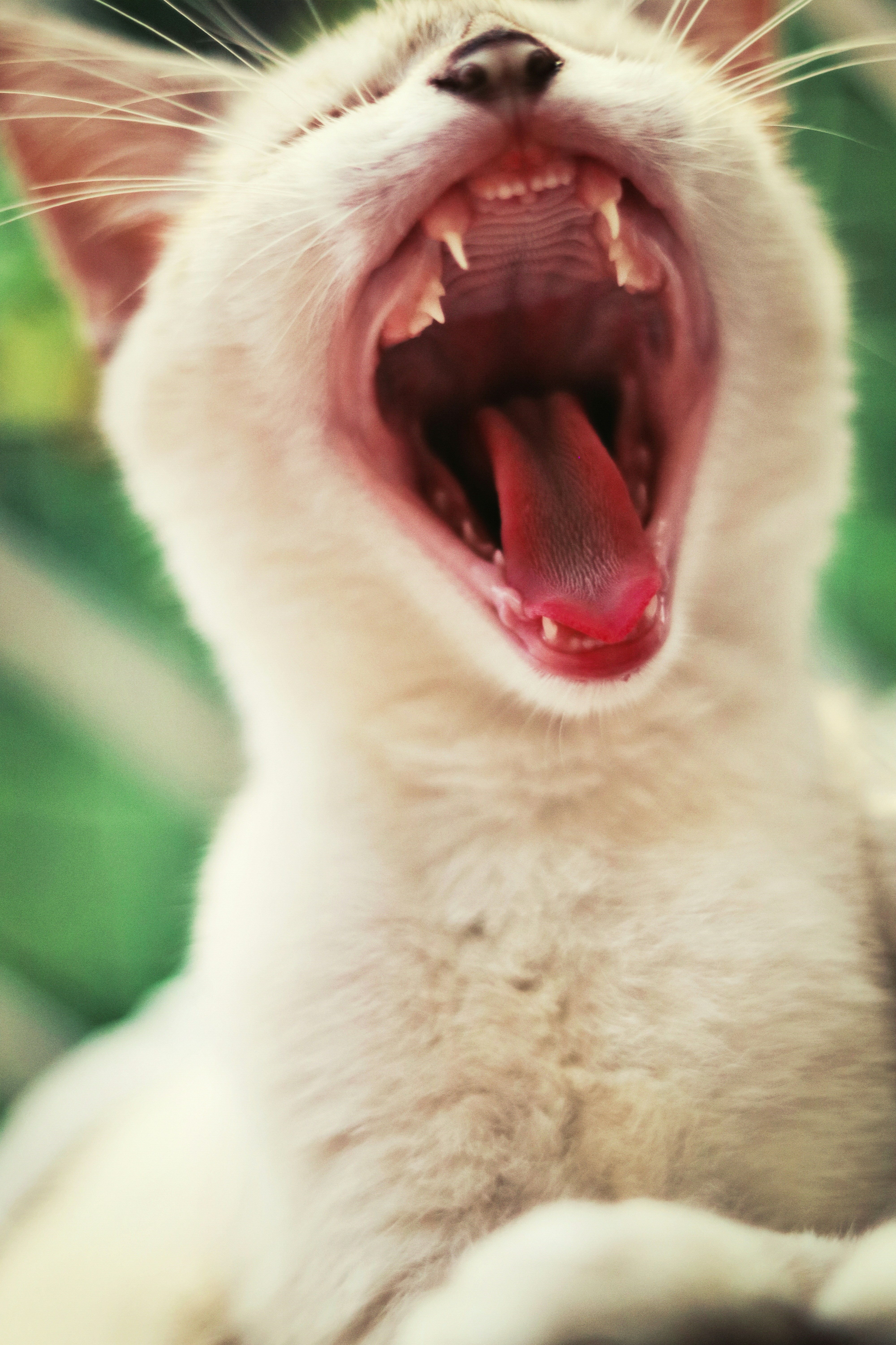 Cheeky Roar: A Kitten's Wide Open Yawn