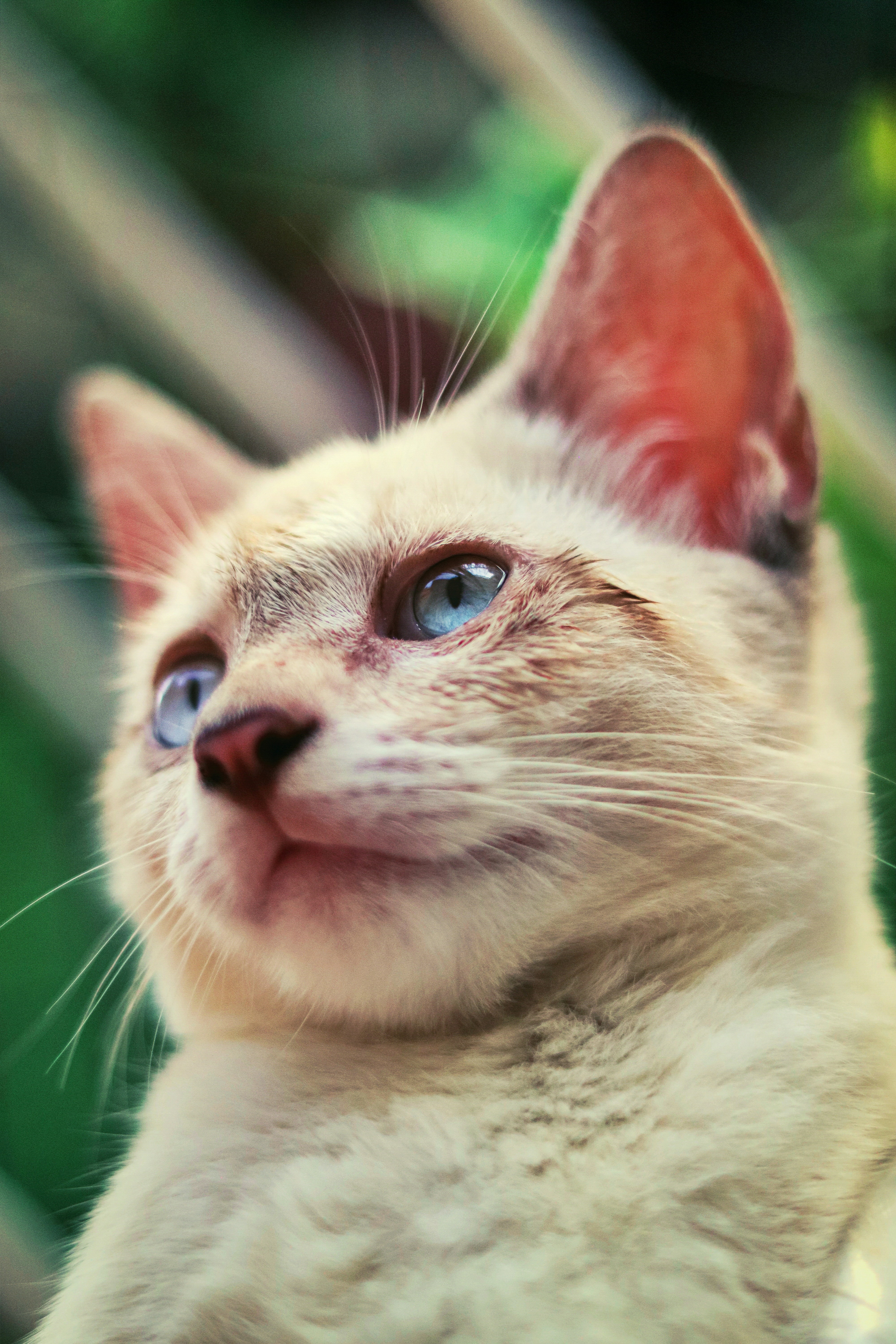 Curious Blue-Gaze Kitten in Soft Garden Light