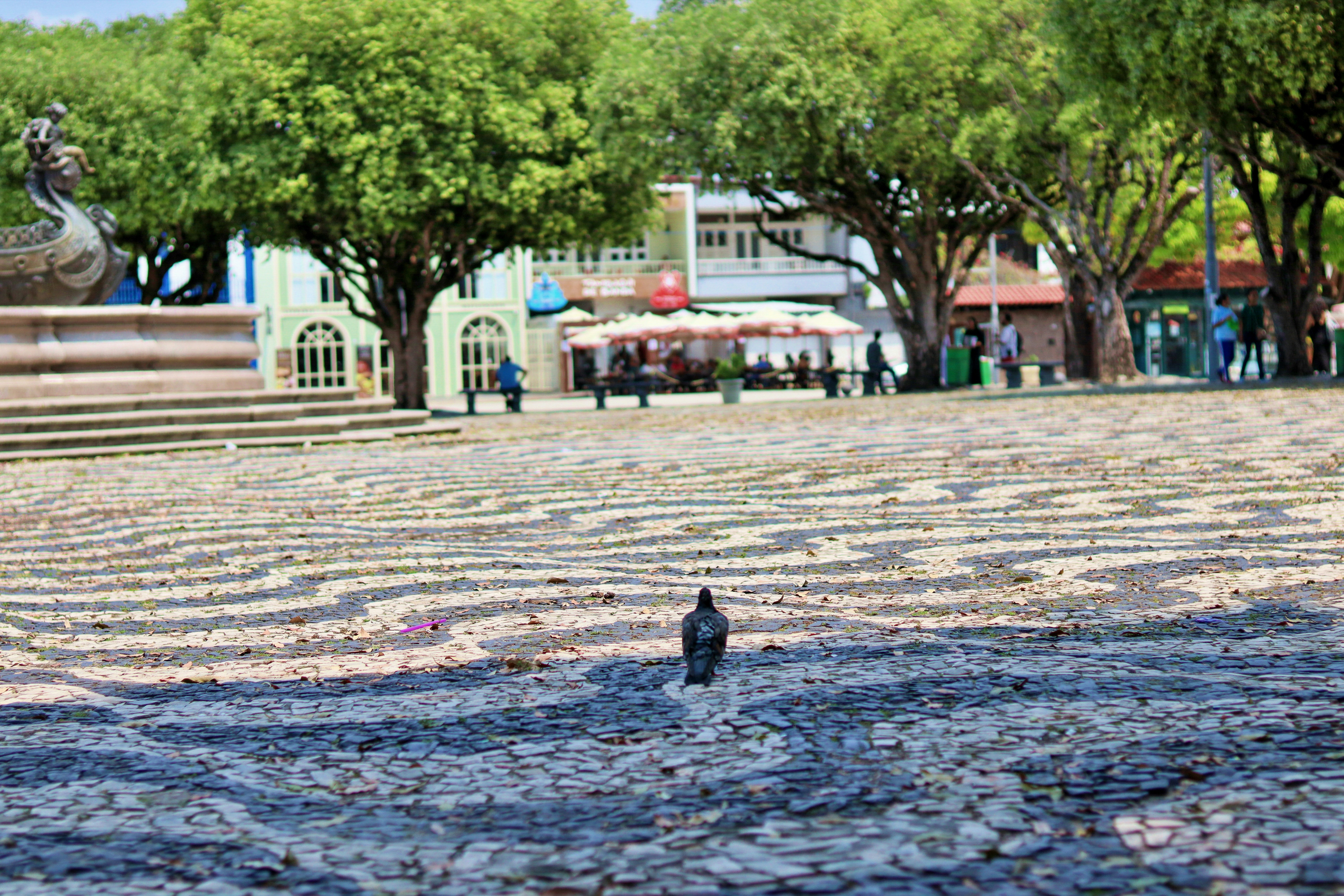 Single black bird near the cobblestone square with distant greenery and buildings
