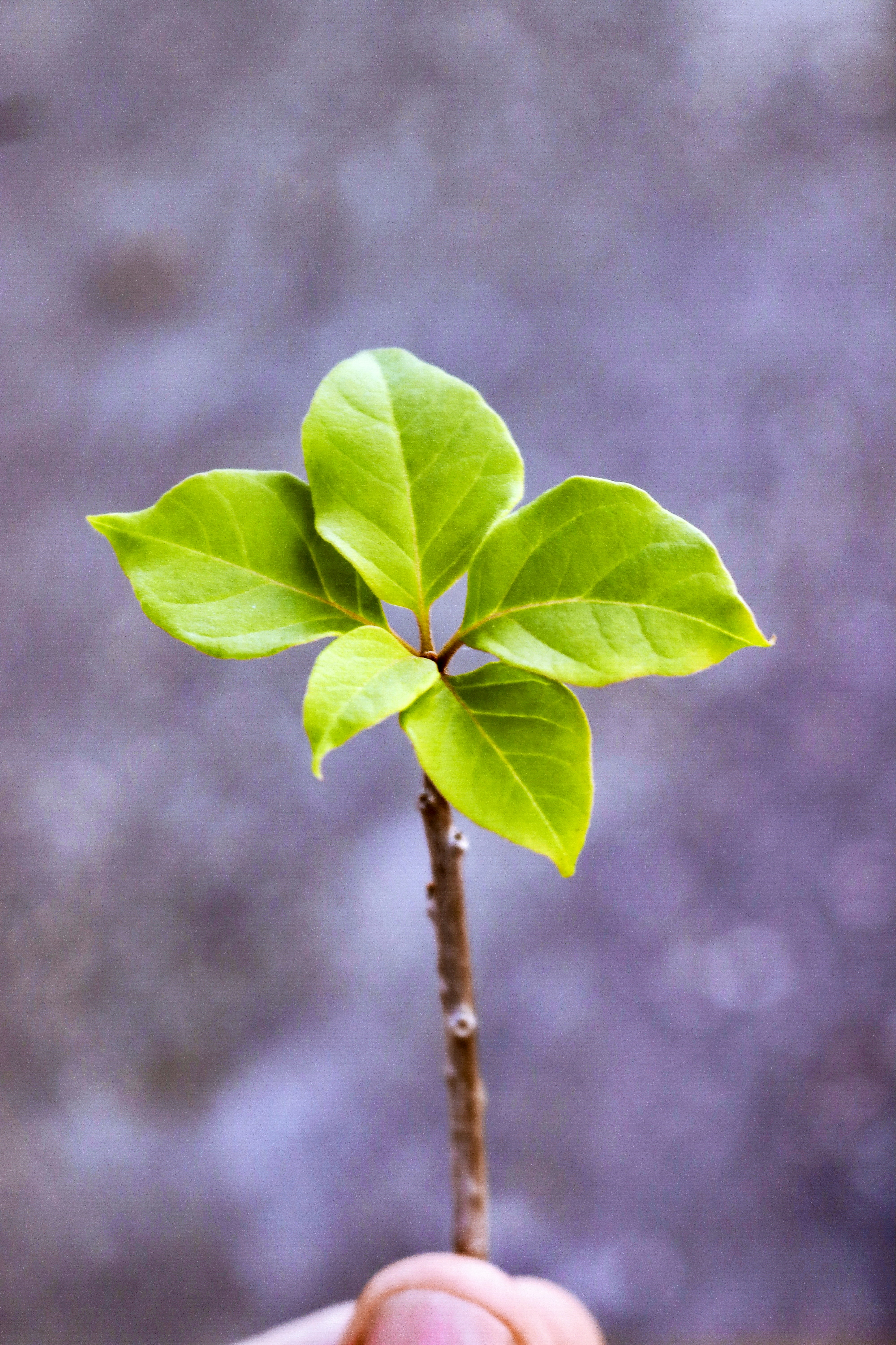 Fresh Spring Sprout: a single leafy shoot held aloft