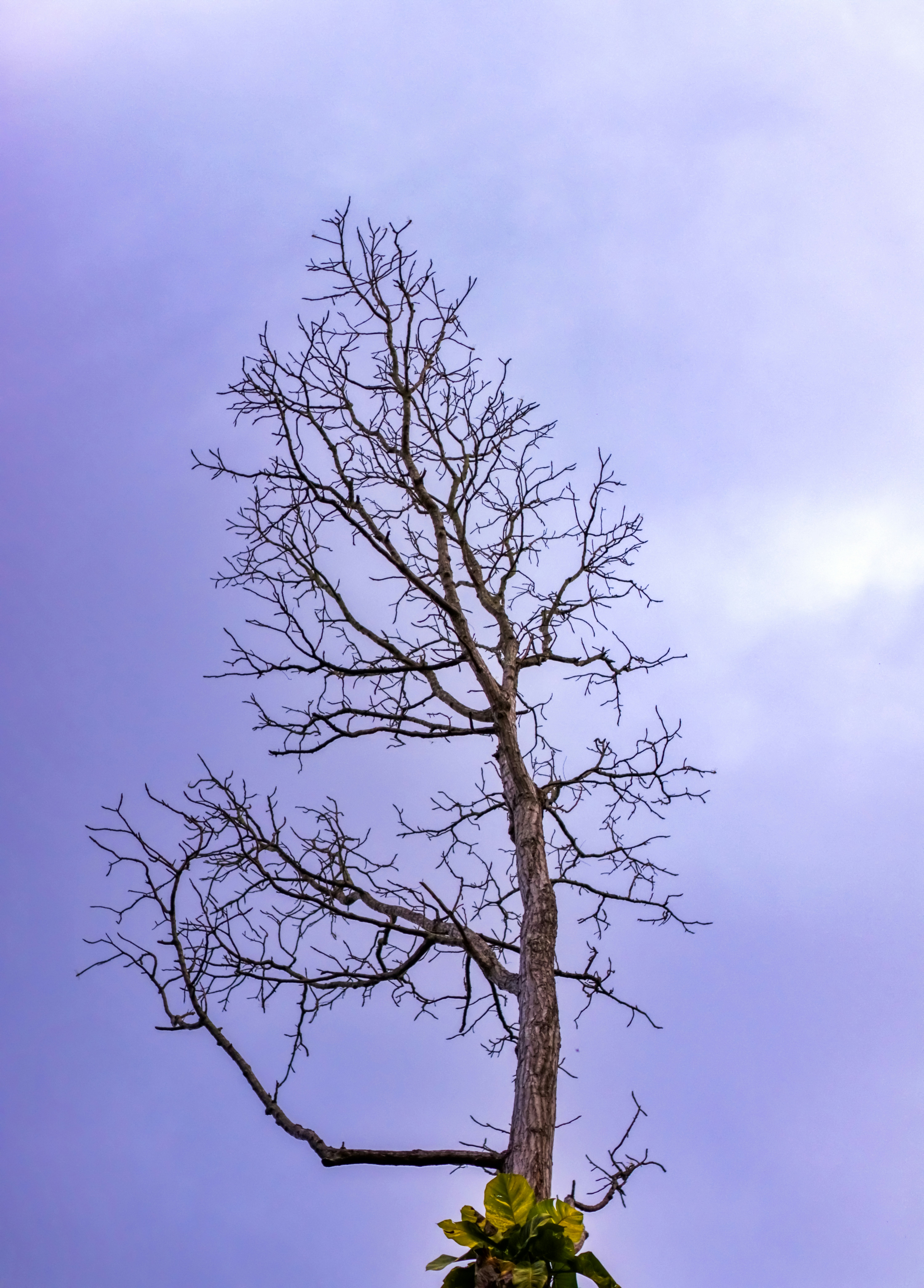 Bare Tree, Skyward Silhouette against a Violet-Blue Sky
