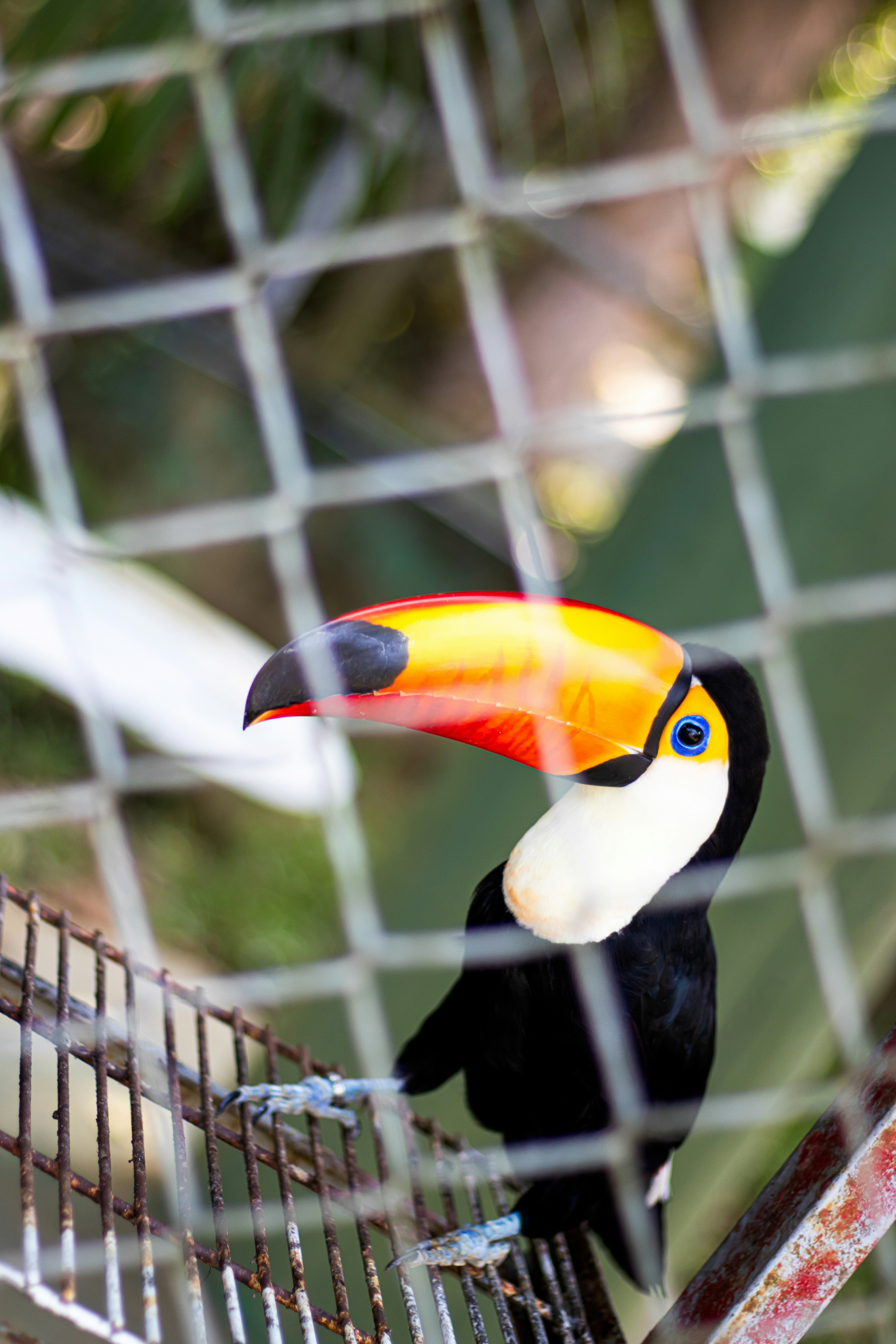 Colorful Beak, Black Silhouette: Toucan in a Crisscross Cage