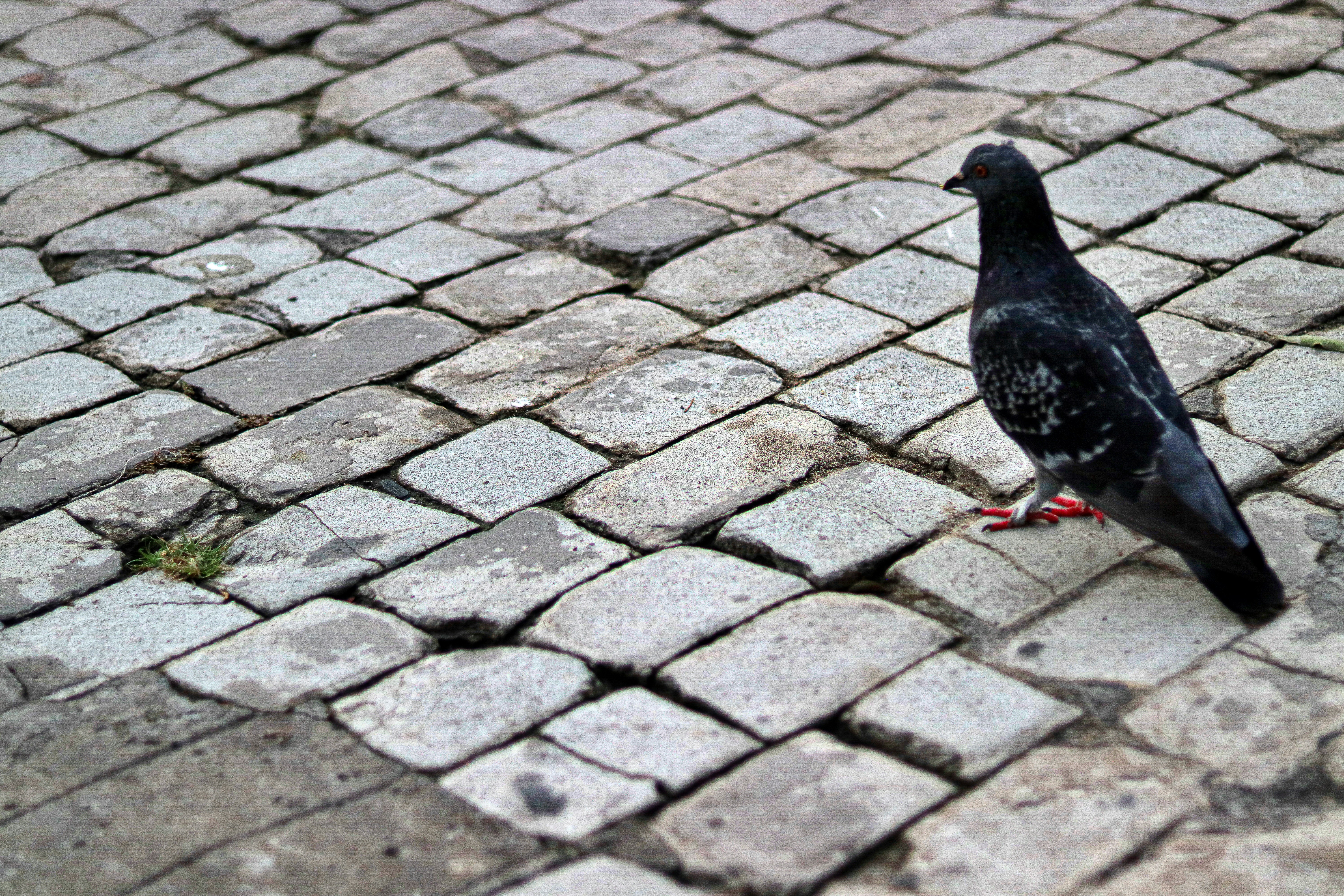 Pigeon on Aged Cobblestones: A Quiet Street Moment