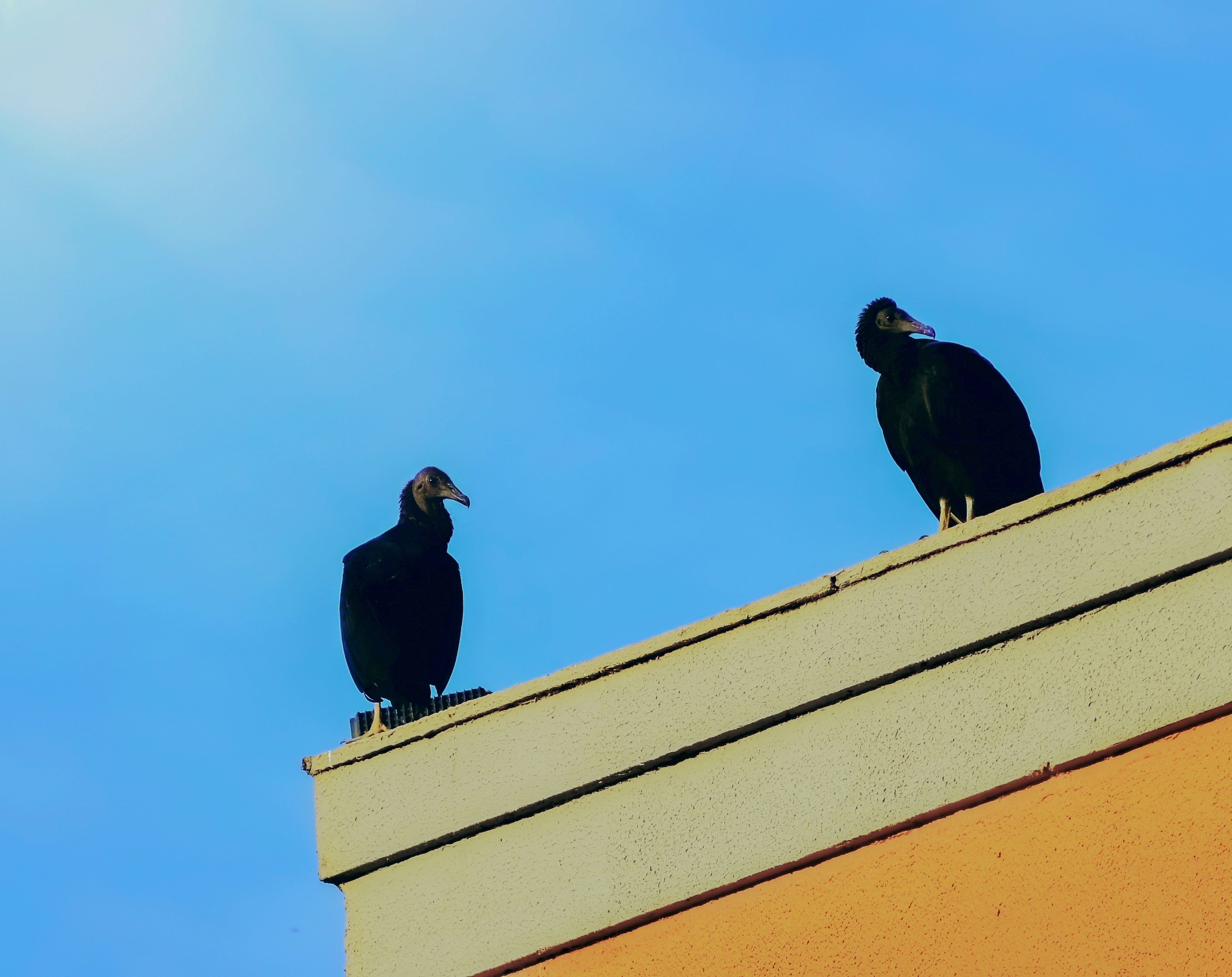 Two Crows on a Rooftop: Quiet Watchers under a Clear Sky