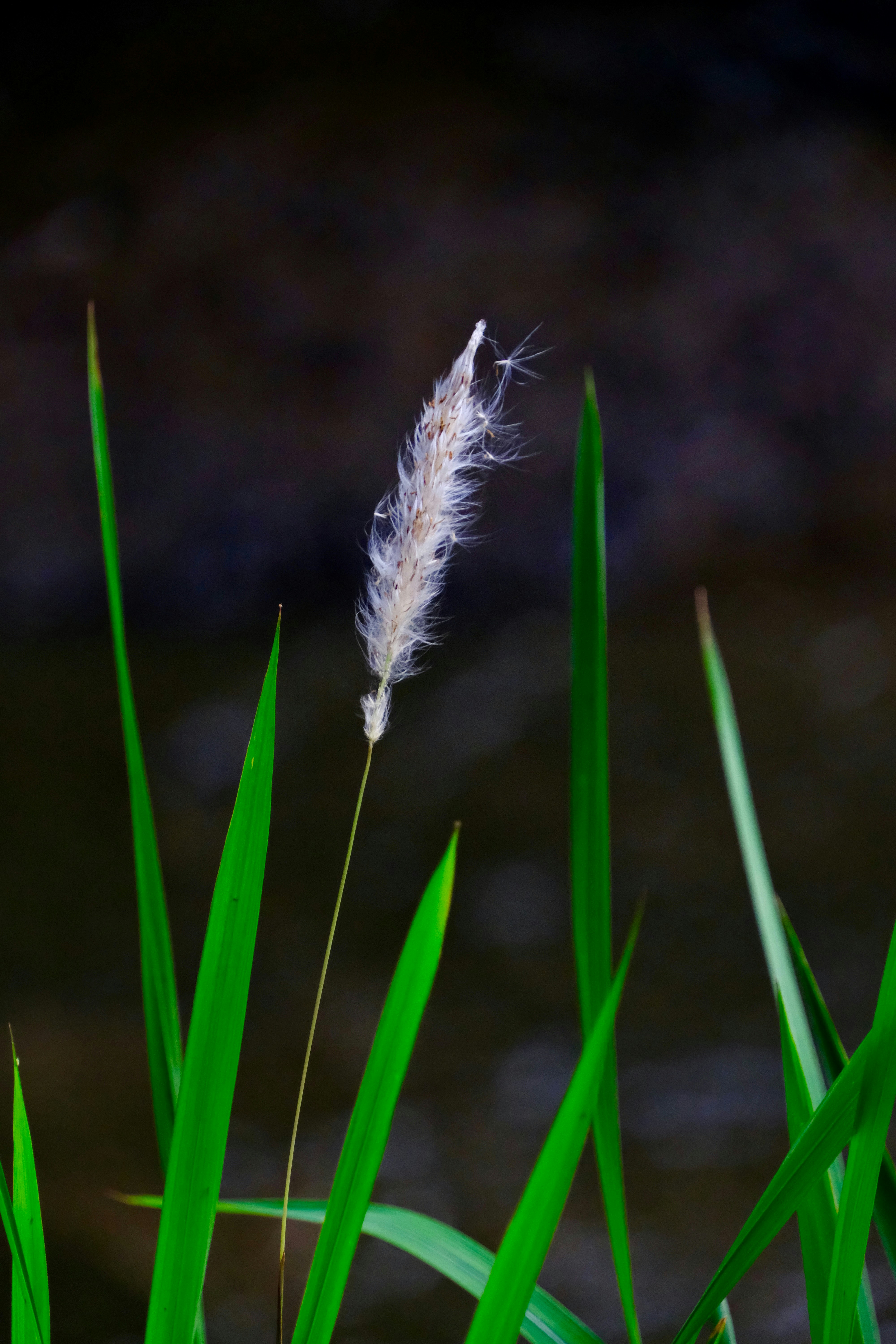 A solitary plume: reed in focus against a blurred, shadowy backdrop