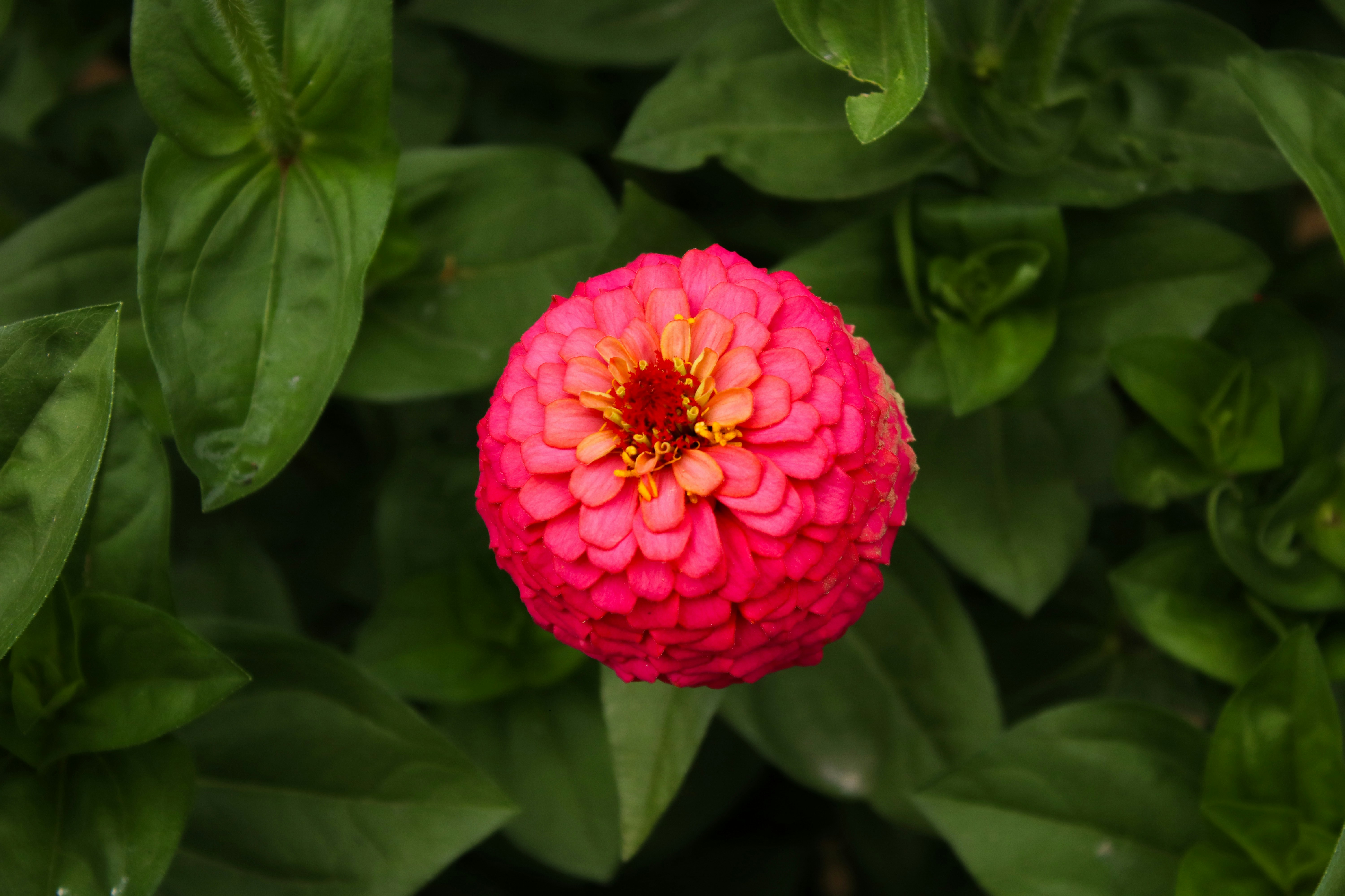 Rosy Blossom Centerstage in Lush Green Frame