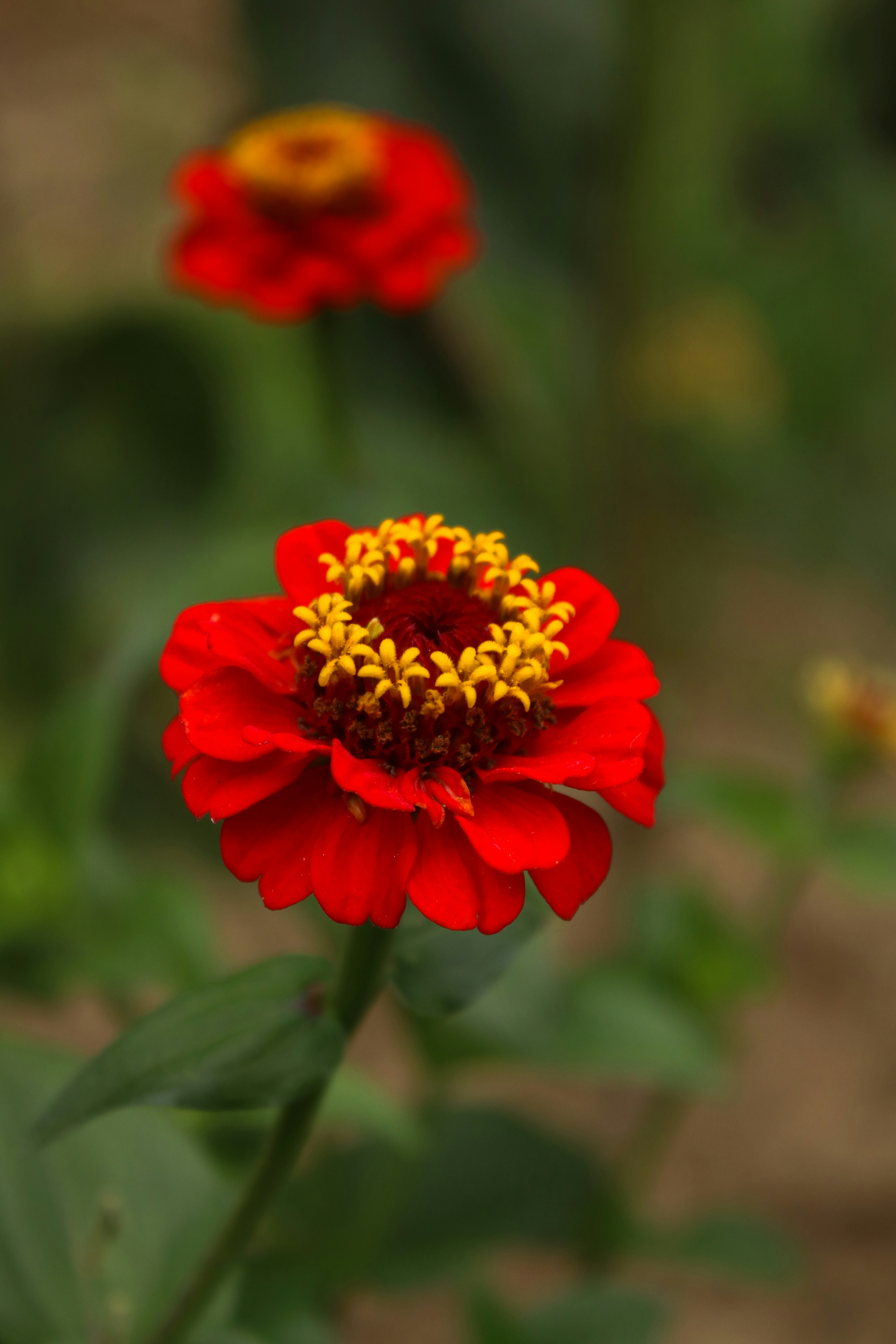Crimson Zest: A Close-Up Bloom in Soft Focus