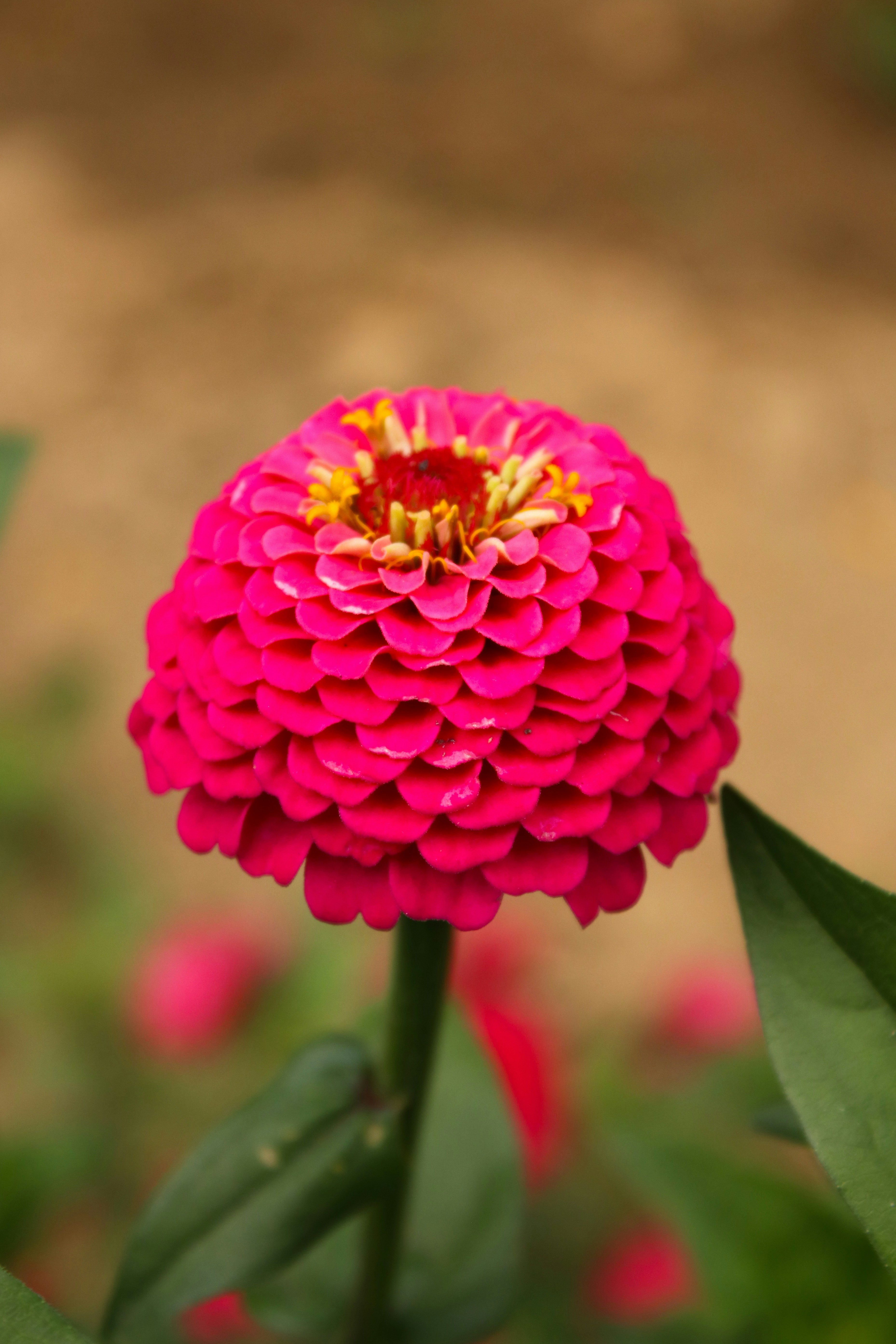 Blossom in Focus: A Pink Zinnia Framed by Soft Light