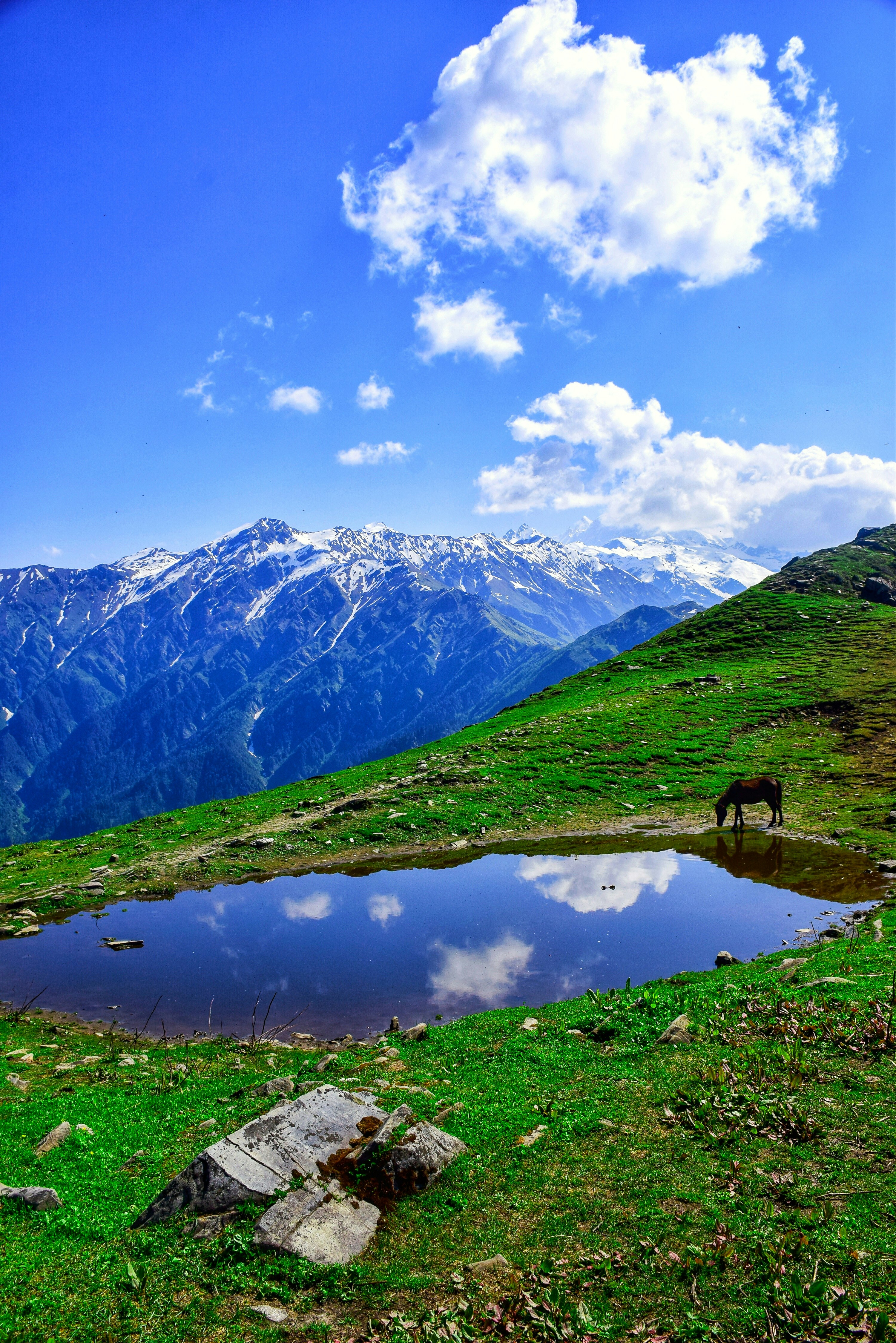 Blue Summit Mirror: A Lone Horse on a Mountain Tarp of Green