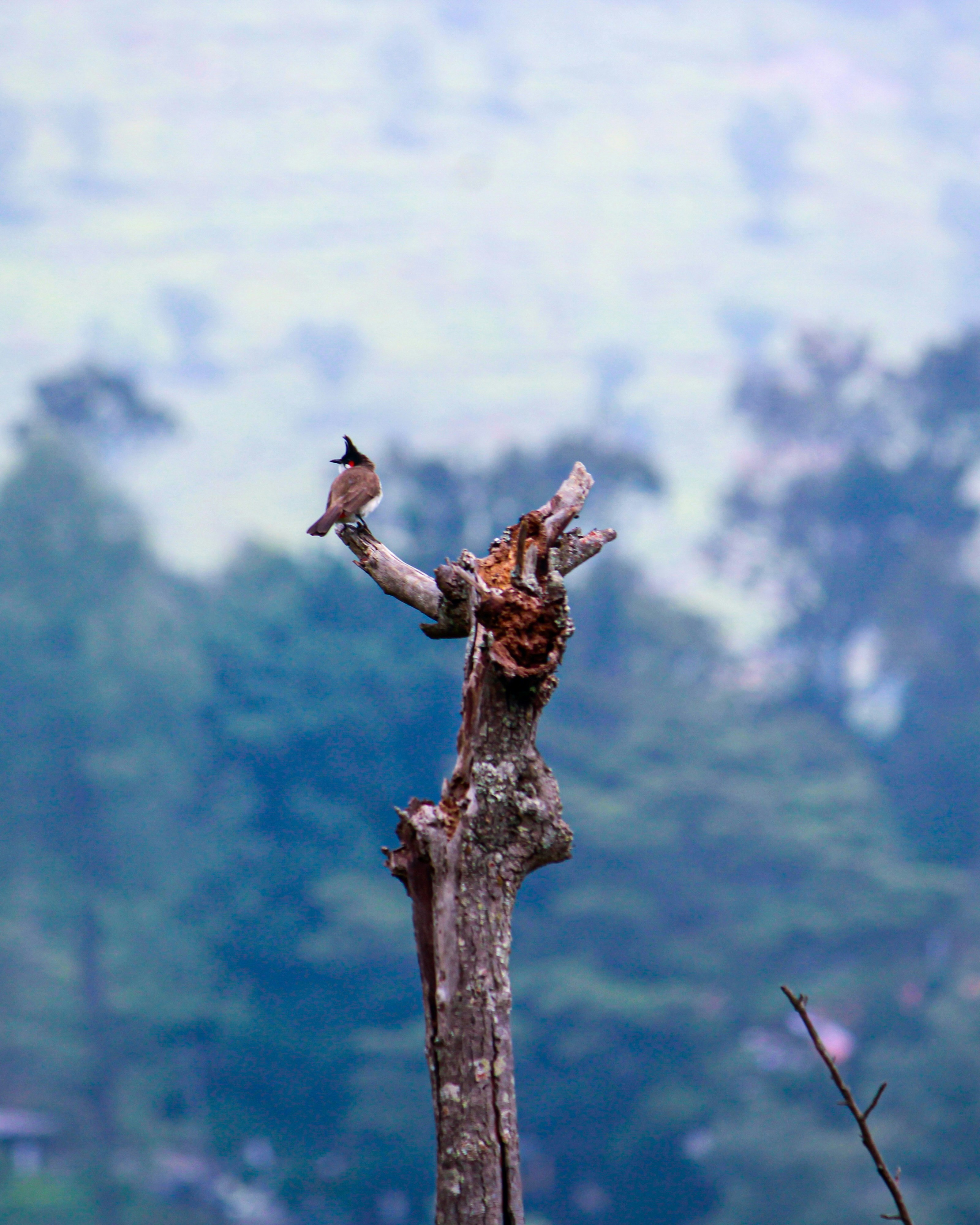 Perched Moment: Lone Bird atop a weathered stump against a misty valley