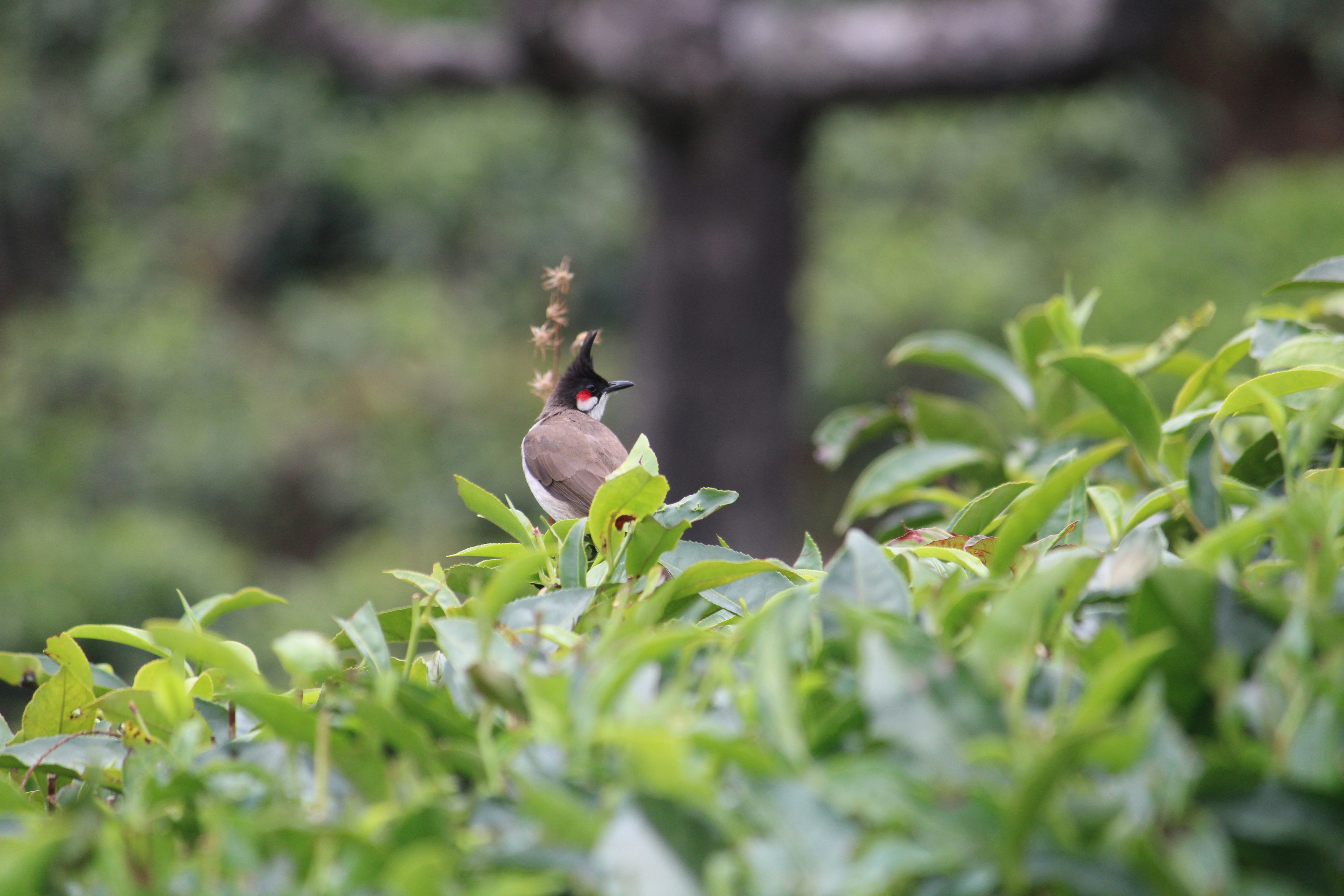 Small bird in a hedge, beak open as if singing, with blurred background and soft natural light.