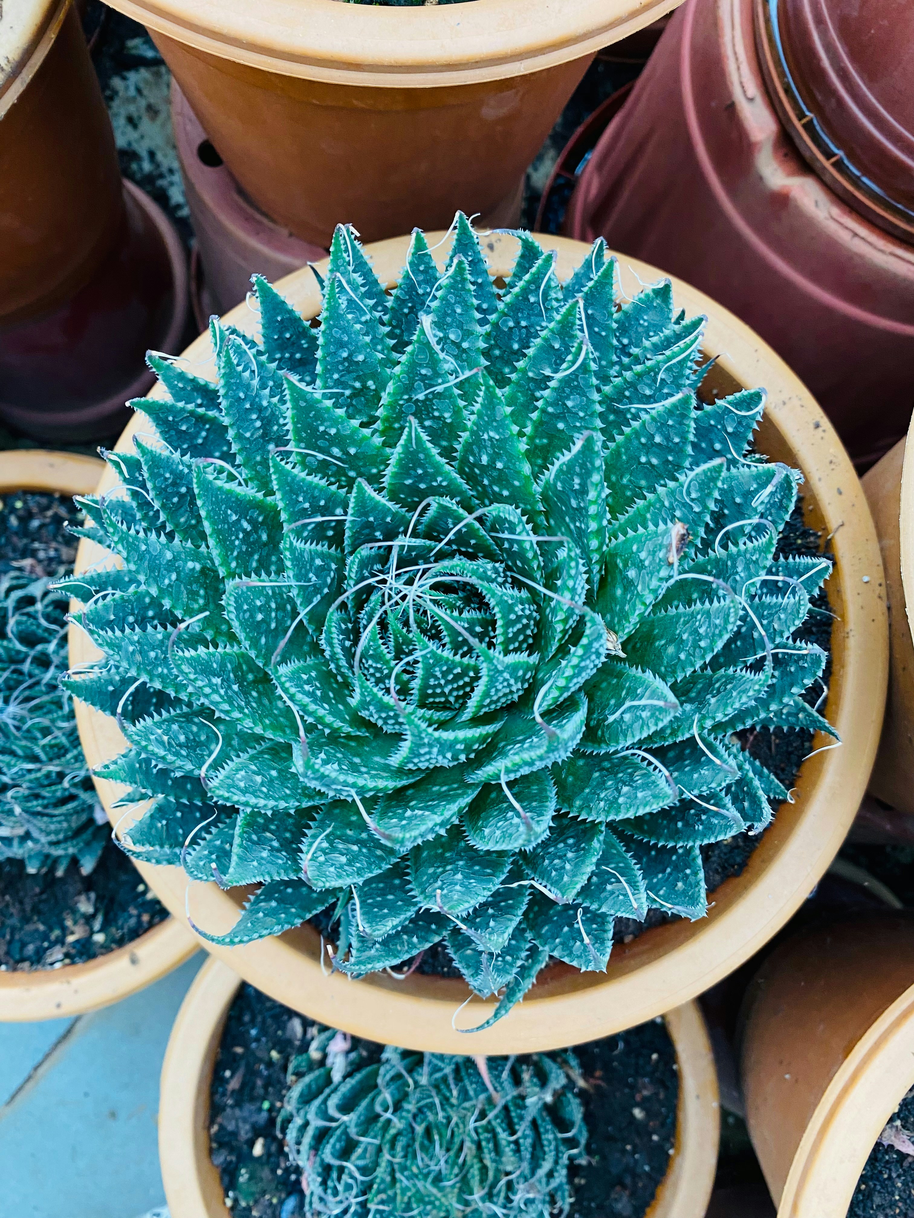 Cyan Velvet Rosette: A Top-Down View of a Spiky Succulent