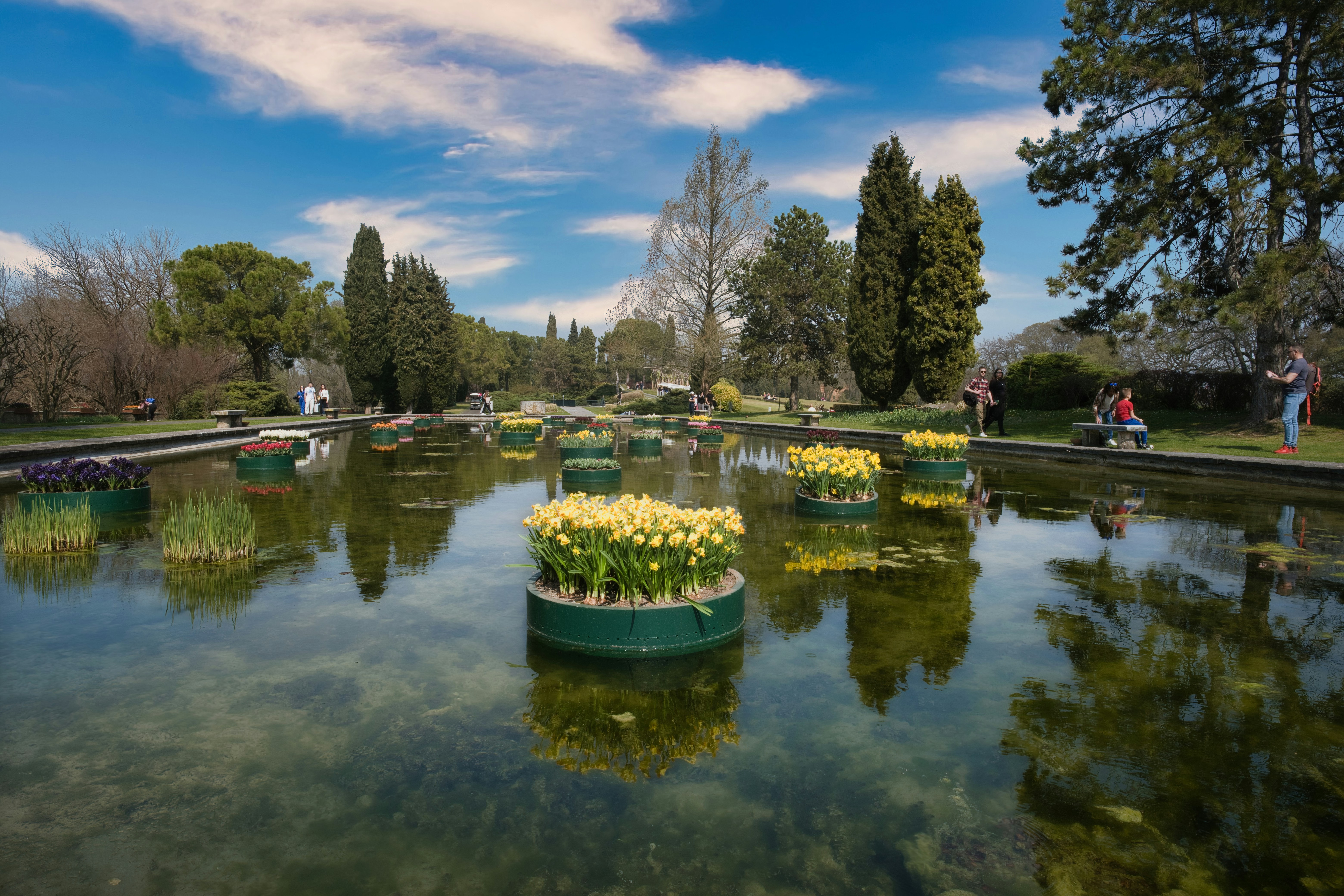 Floating sunlit irises in a mirrored garden pond