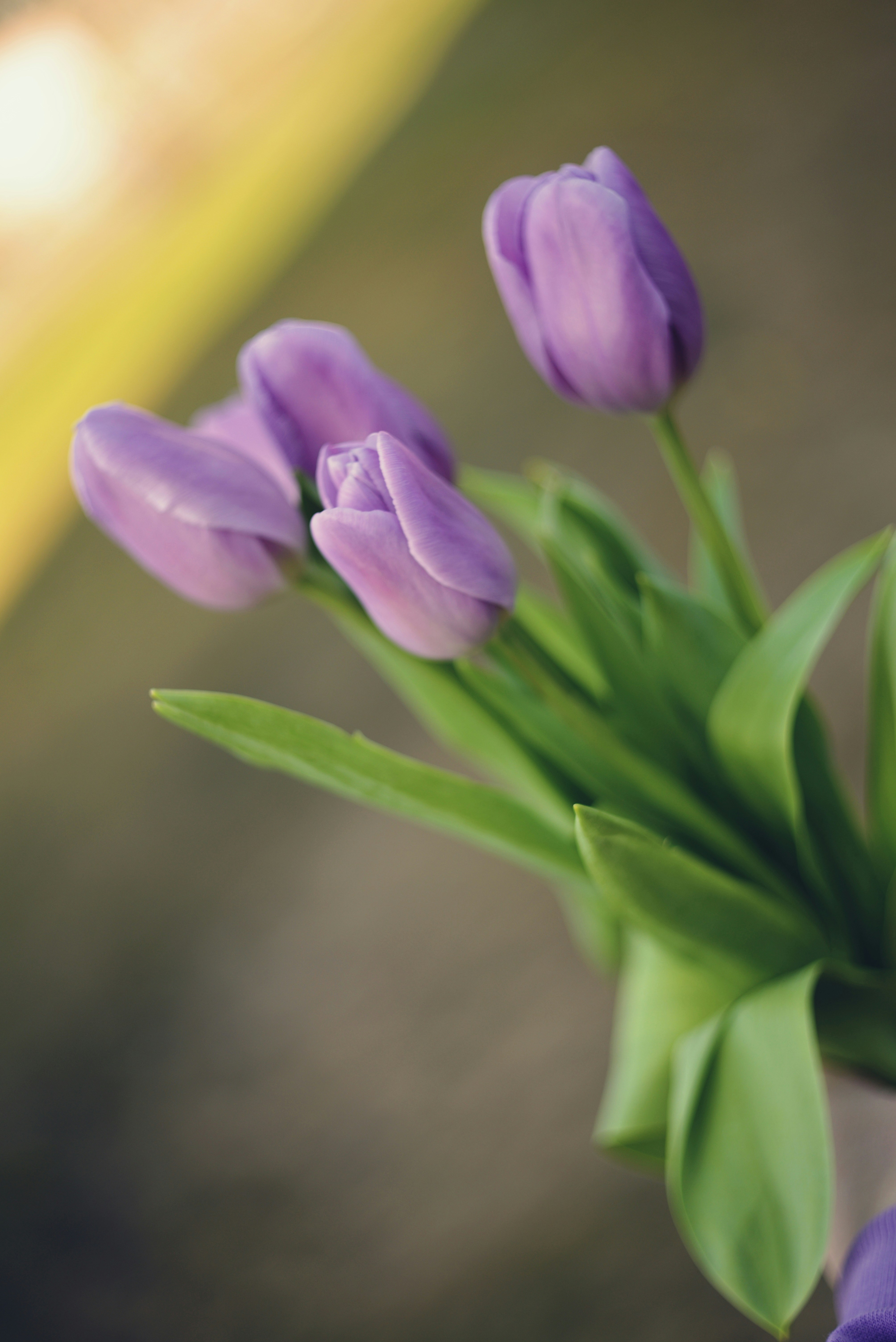 Lilac Tulips in Soft Focus: A Gentle Floral Portrait