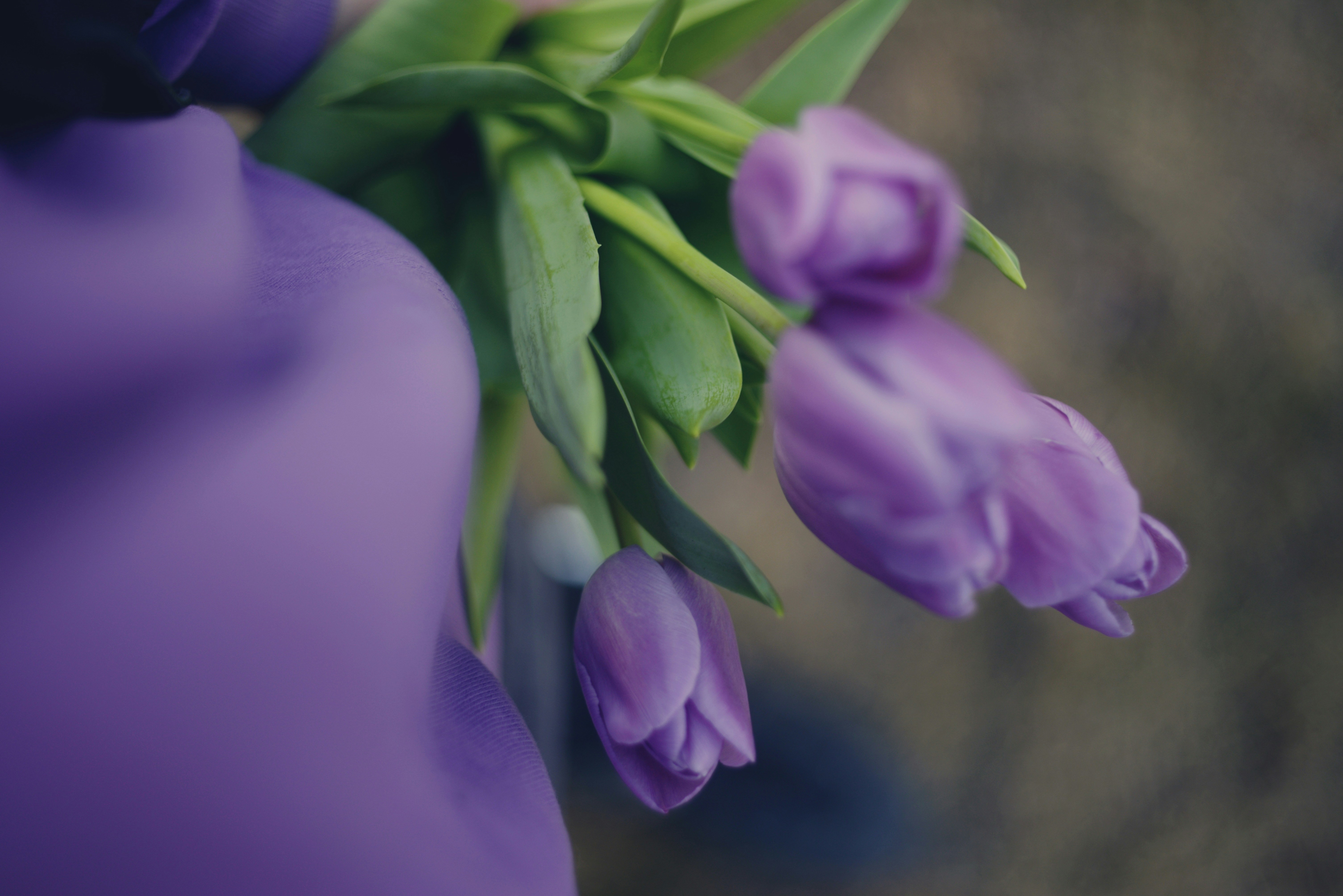 Lavender Bellflowers Bursting from Velvet Fabric