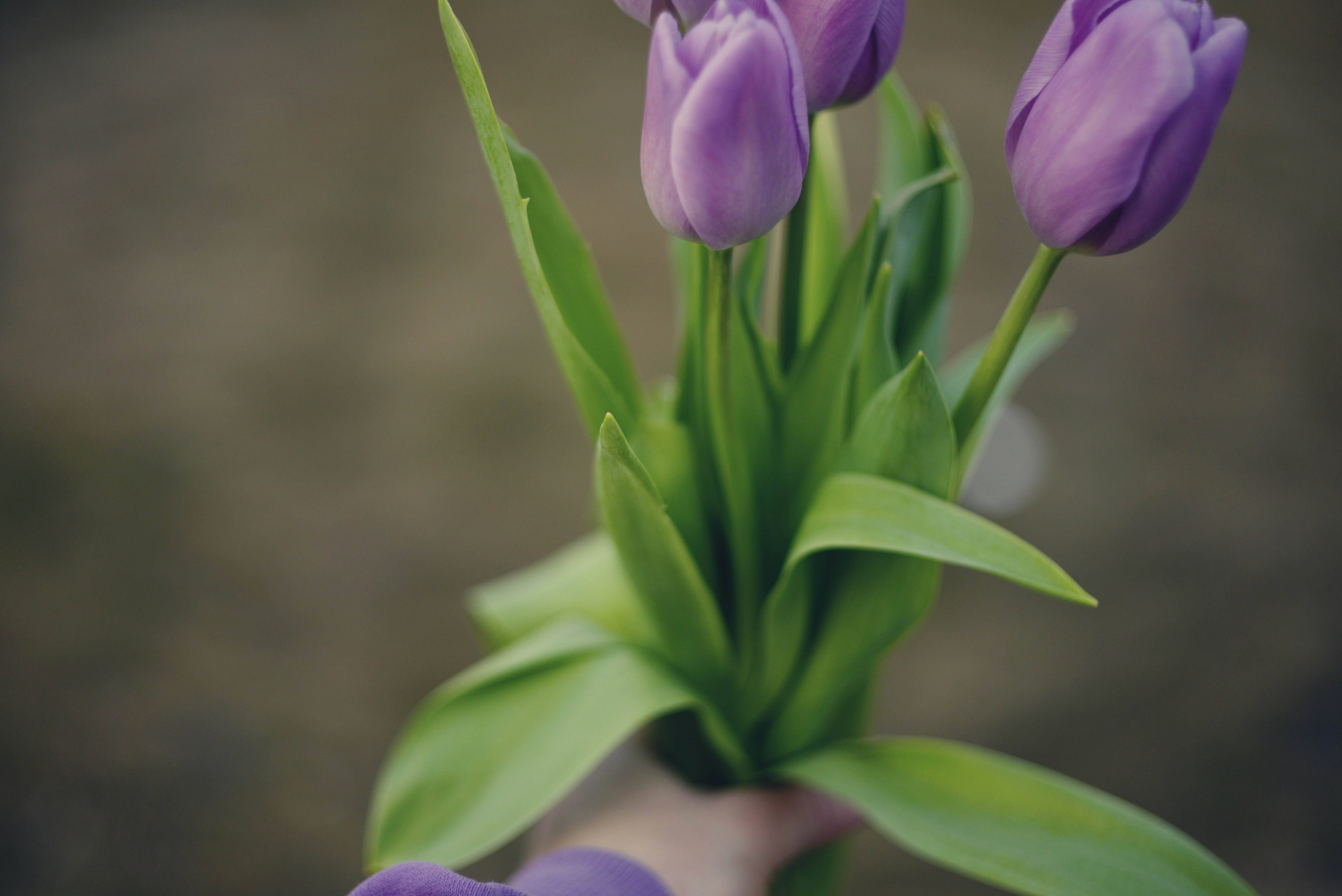 Purple Tulips Reach Toward a Soft Morning Light