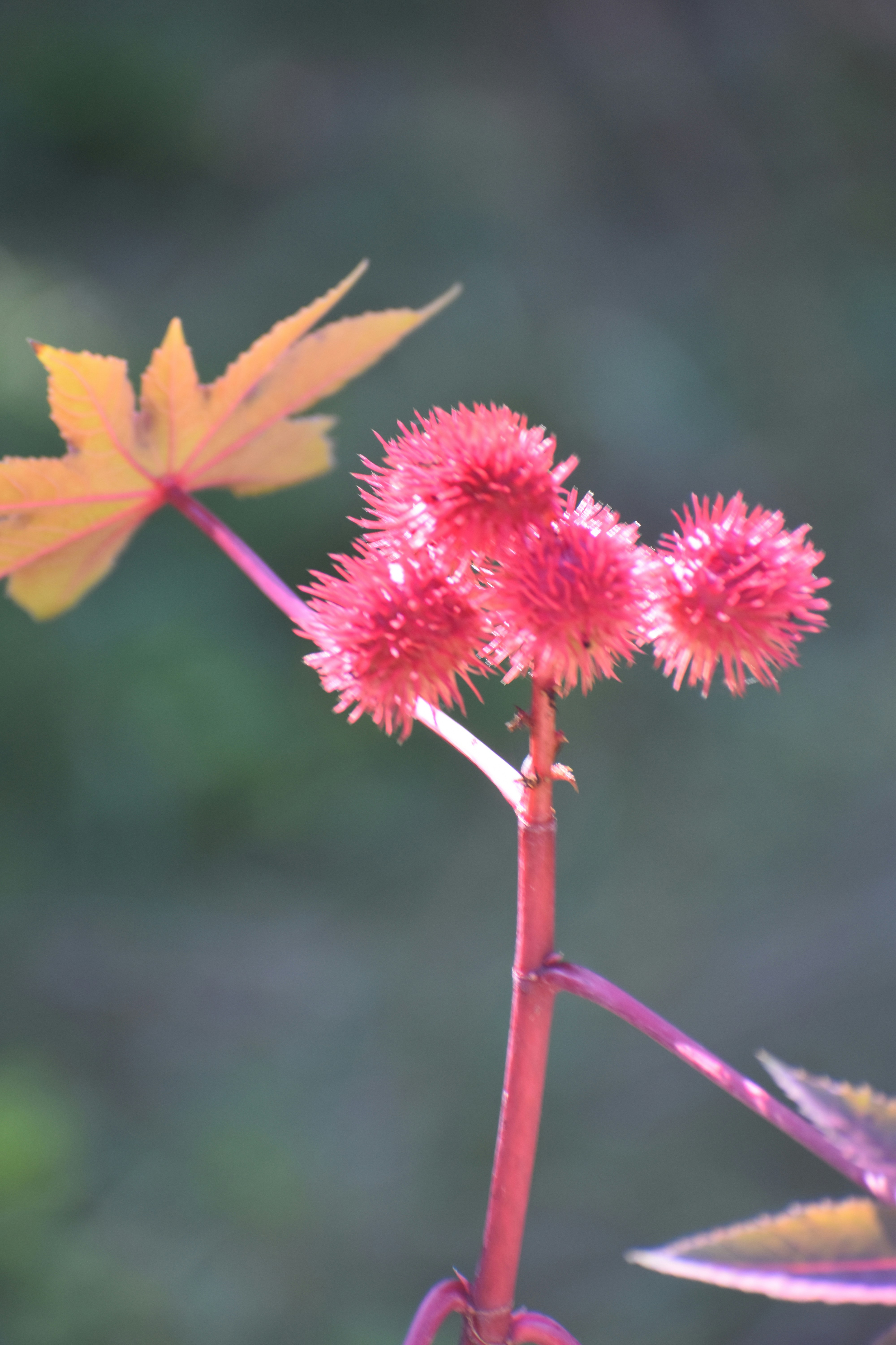 Pink pom-pom blooms on a twisting stem against a soft green backdrop