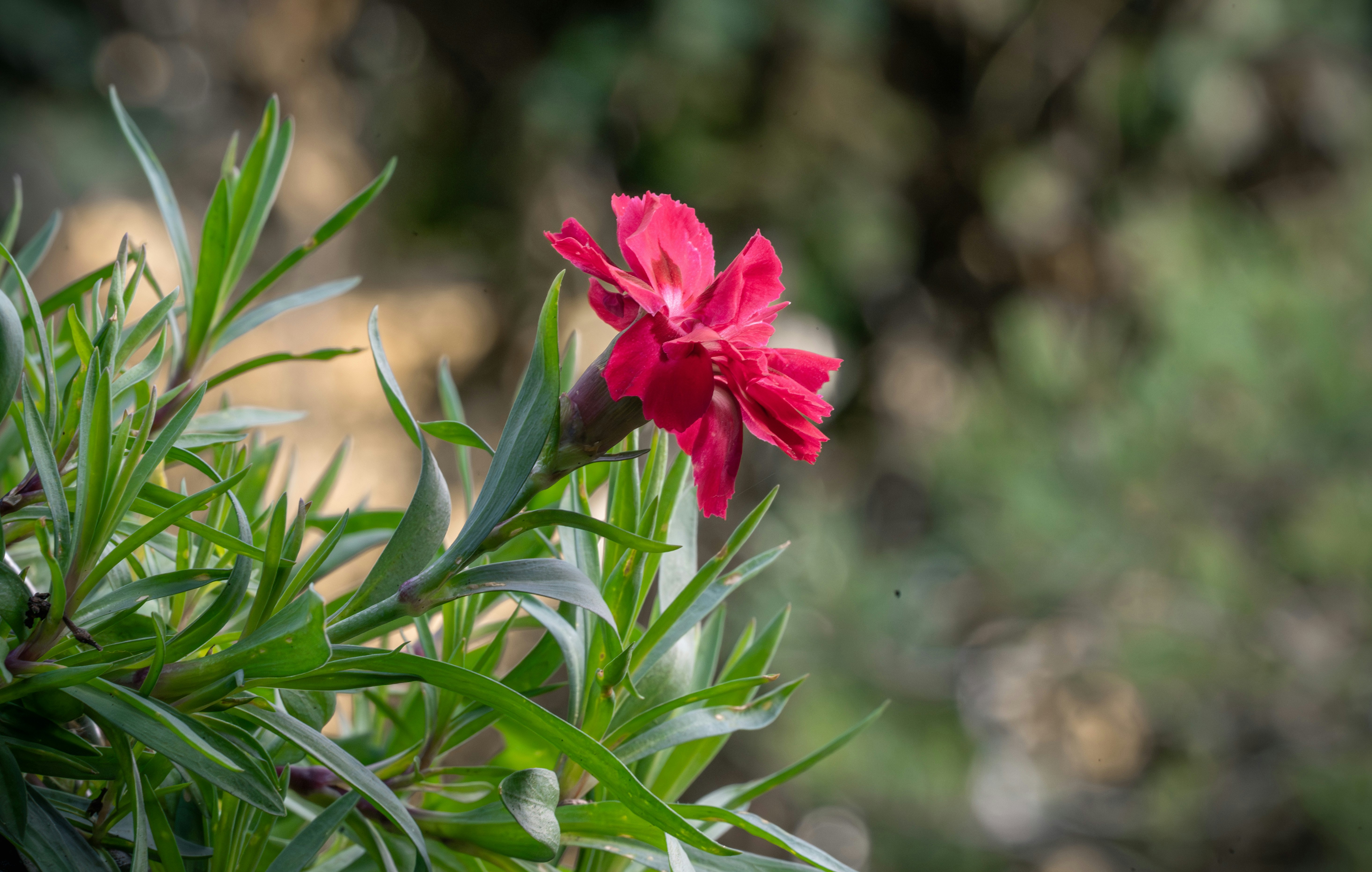 Crimson bloom among slender green threads