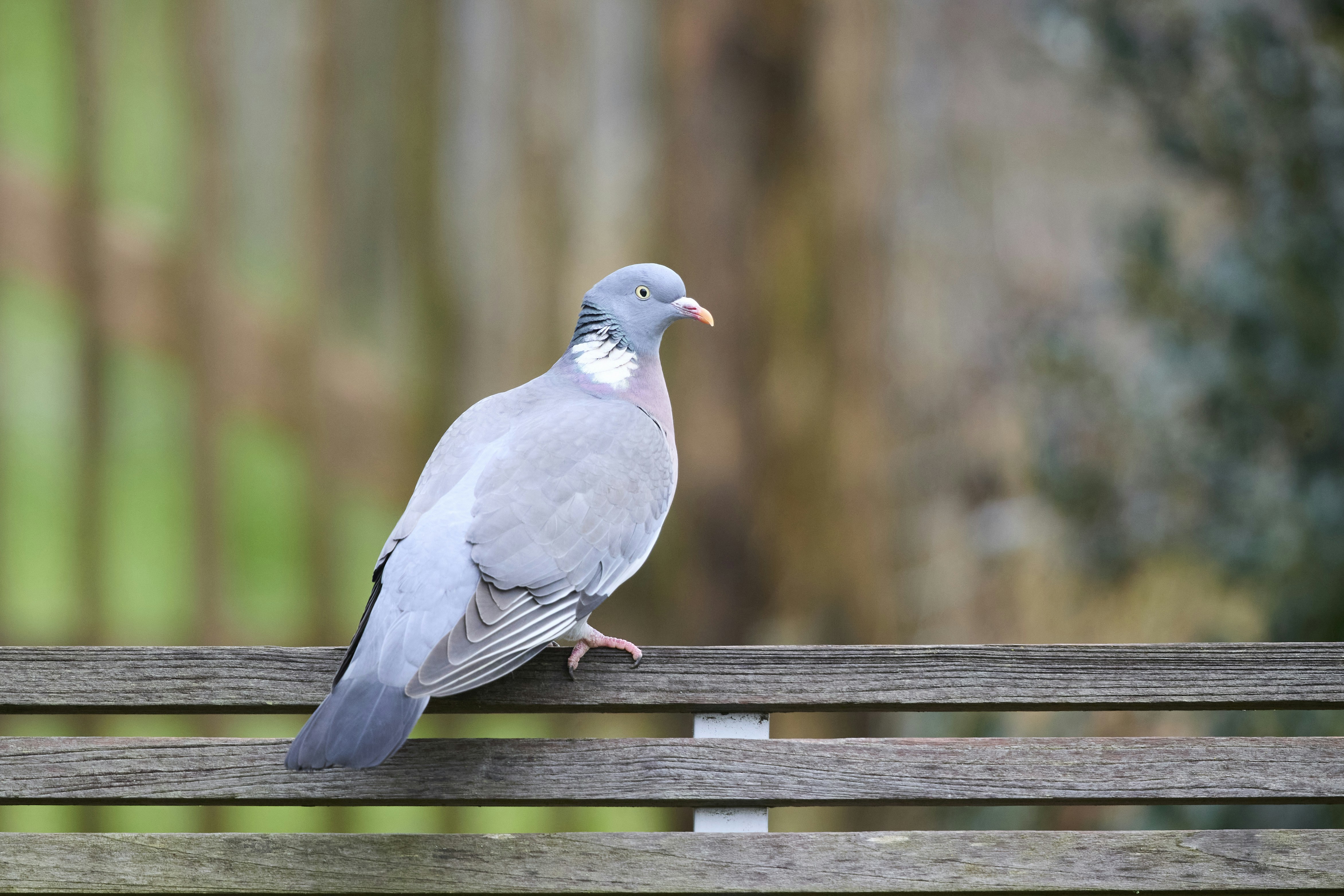 Pigeon Perched on Weathered Bench with Soft Forest Backdrop