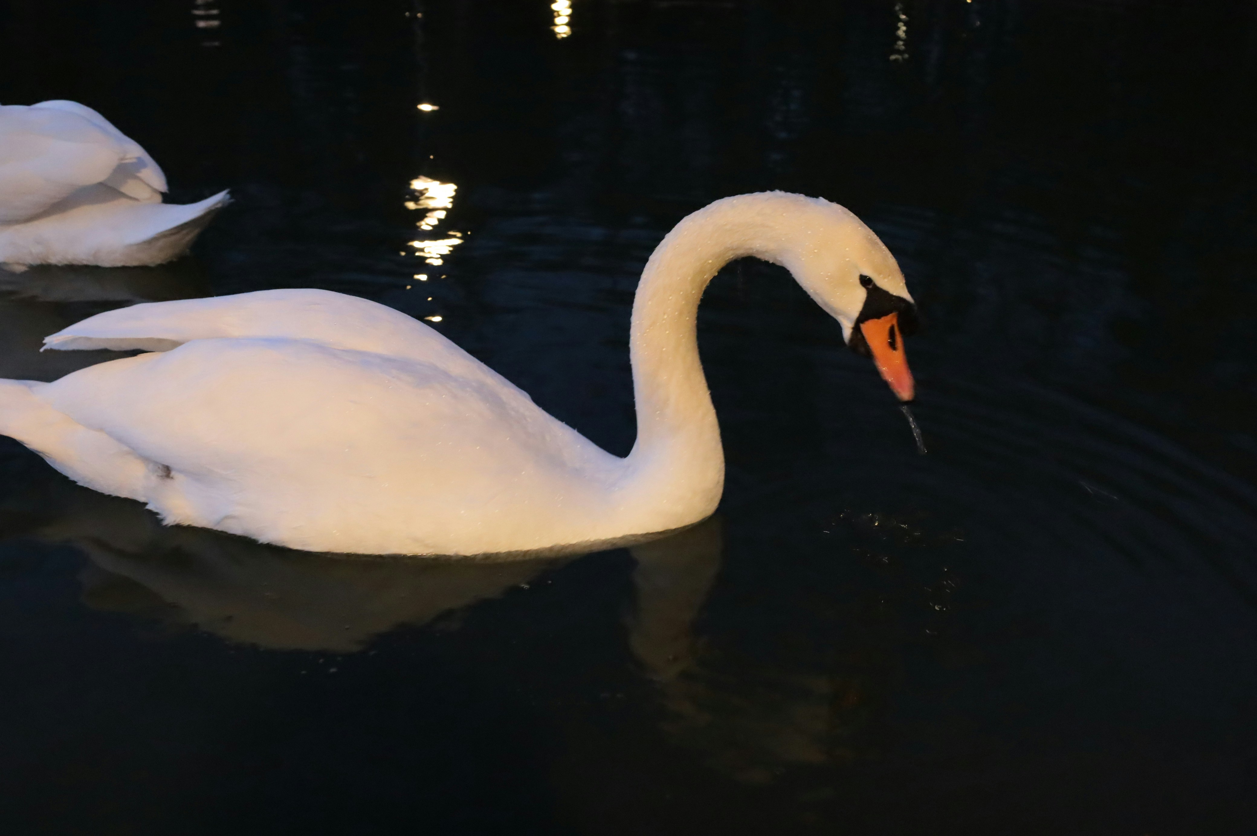 Grace in the Water: A Swirl of White on Midnight Still