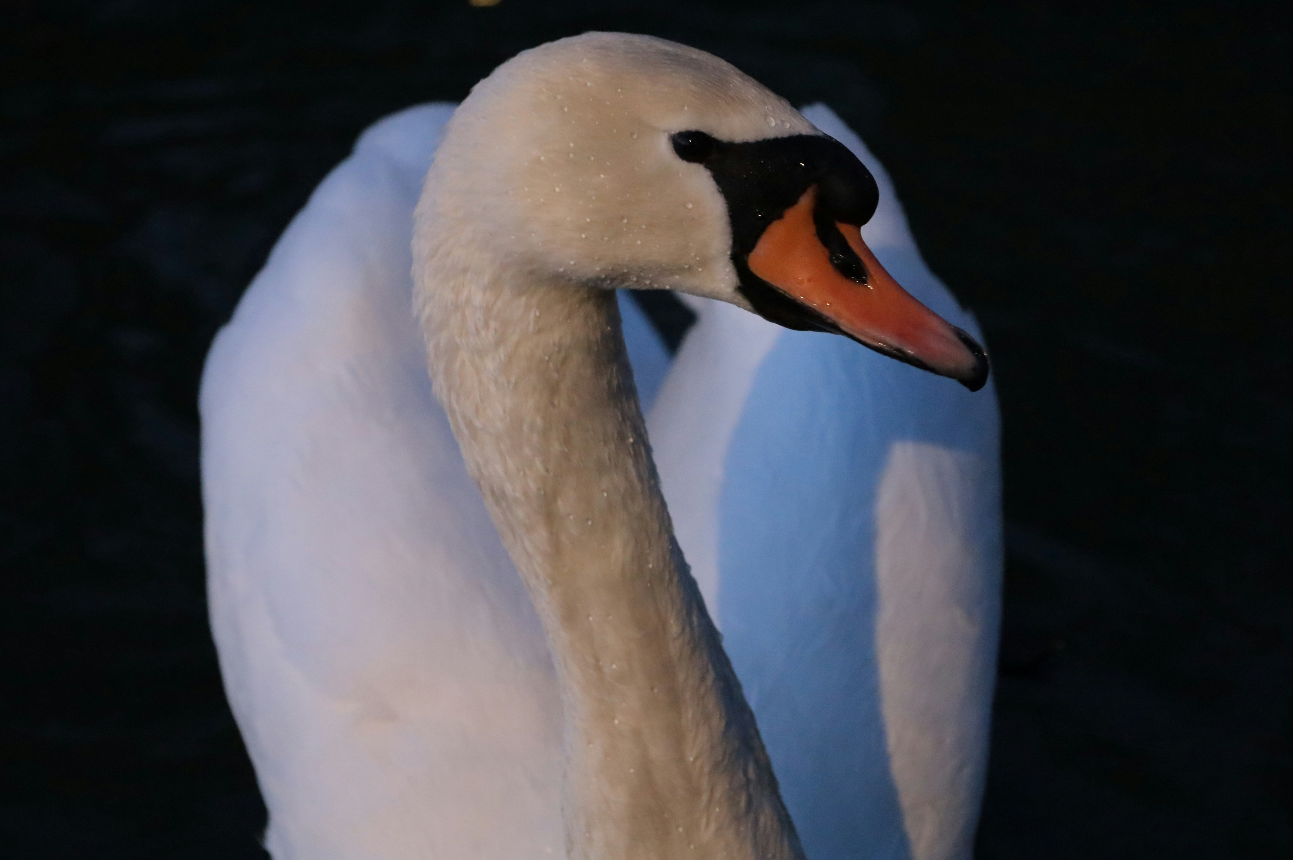 Elegant Swan Silhouette: Portrait of Grace on Dark Waters