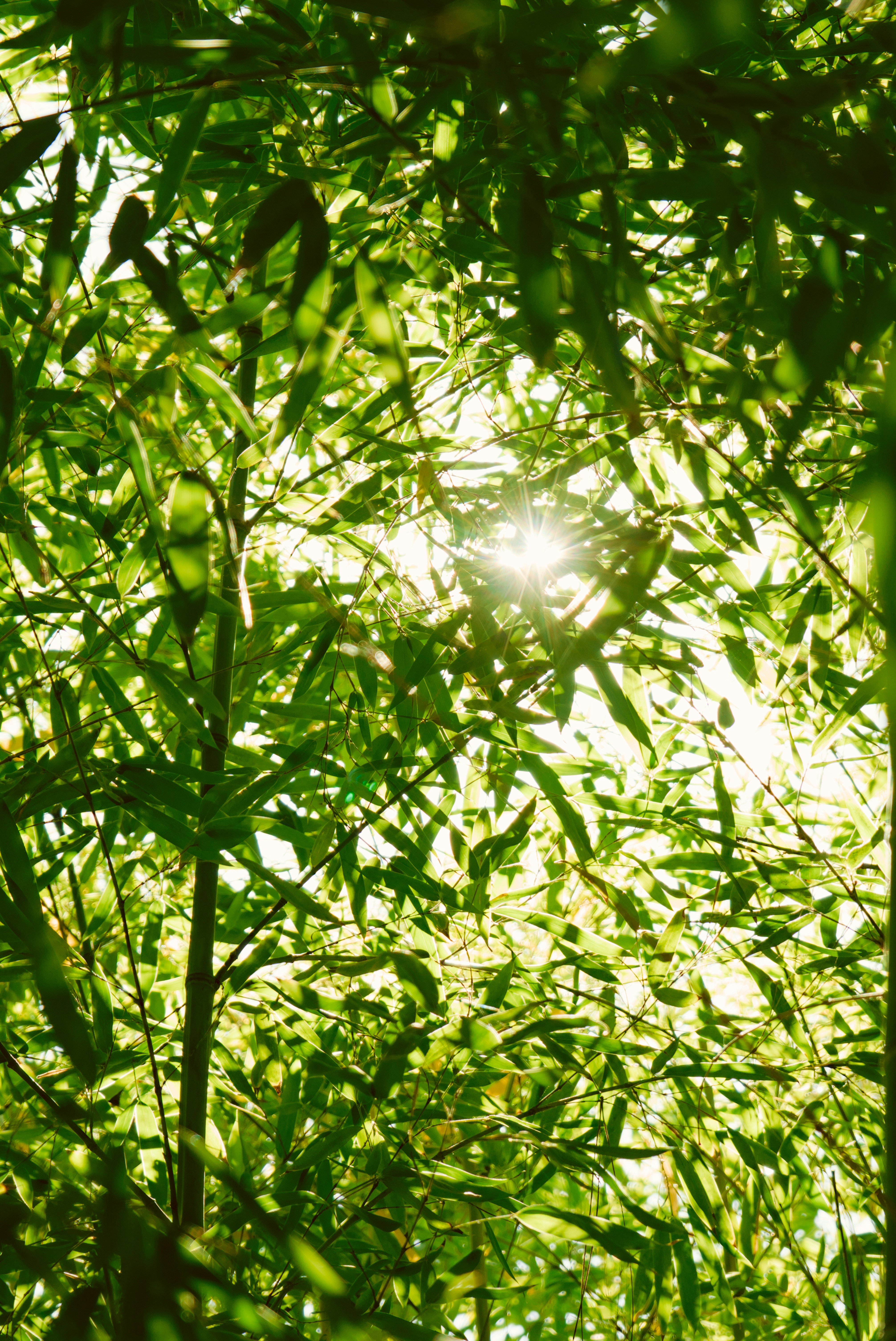 Sunlit Bamboo Canopy Through a Verdant Window