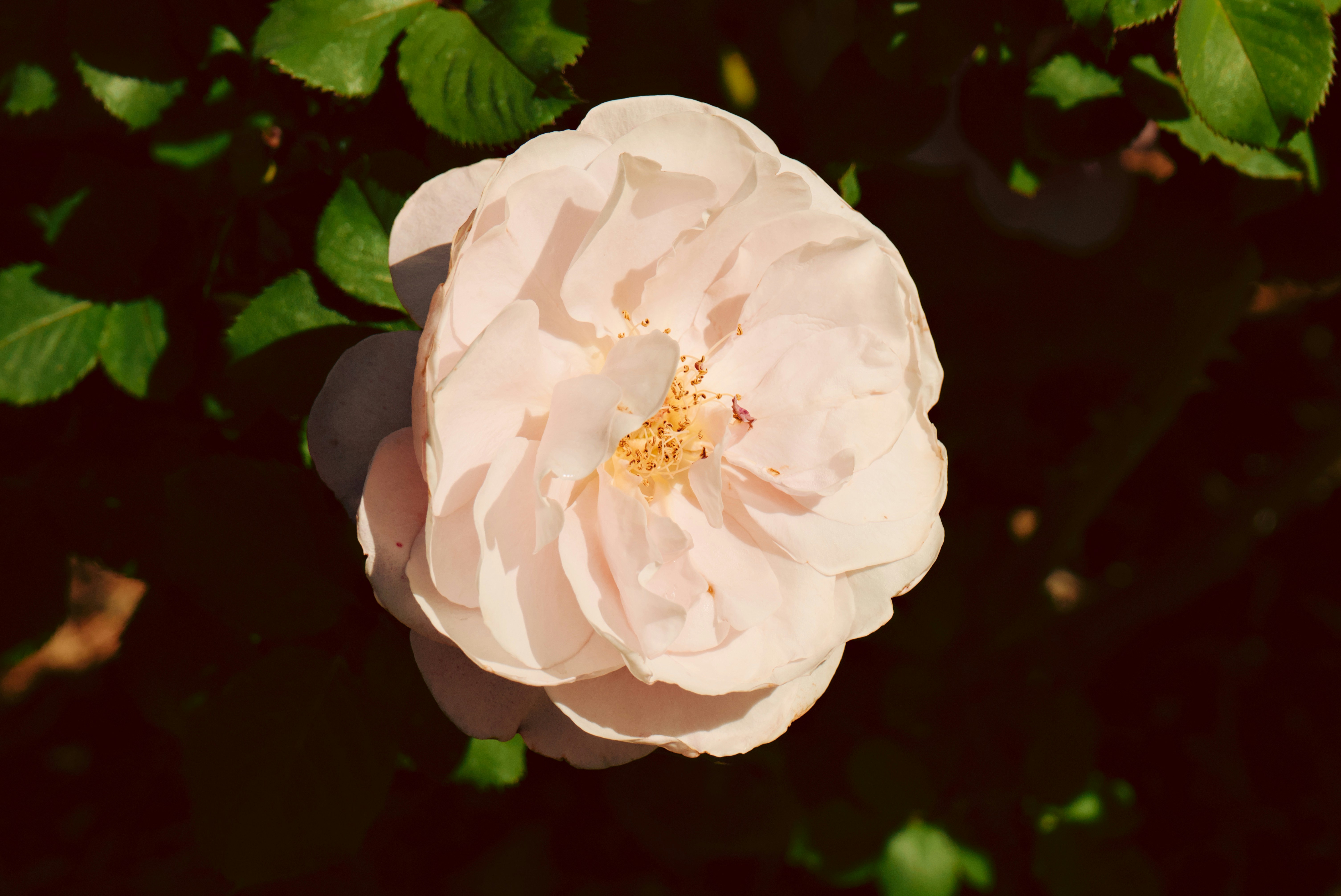 Whispering Petals: A pale bloom against deep shade