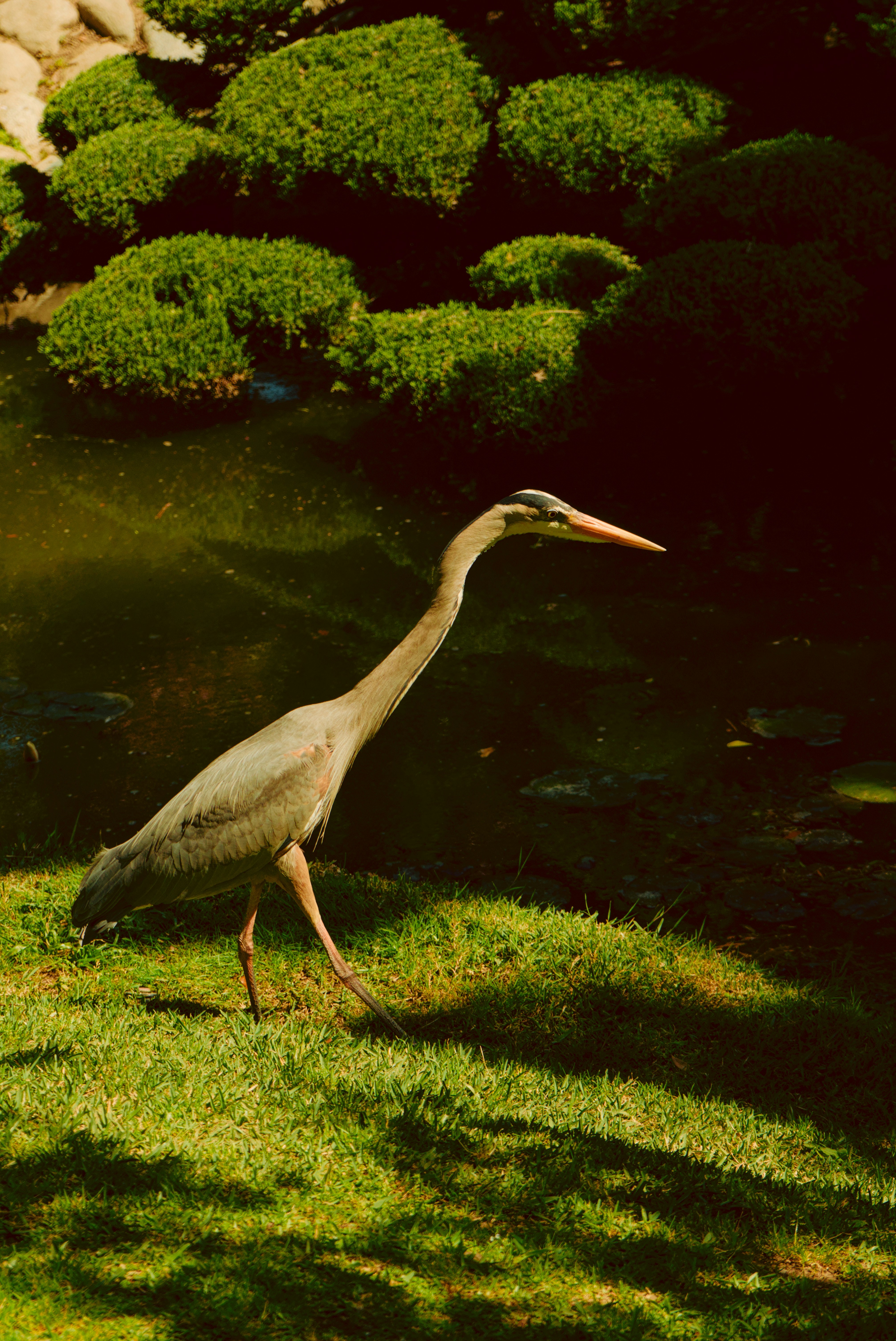 Graceful Gait by the Pond: A Heron in Dappled Light