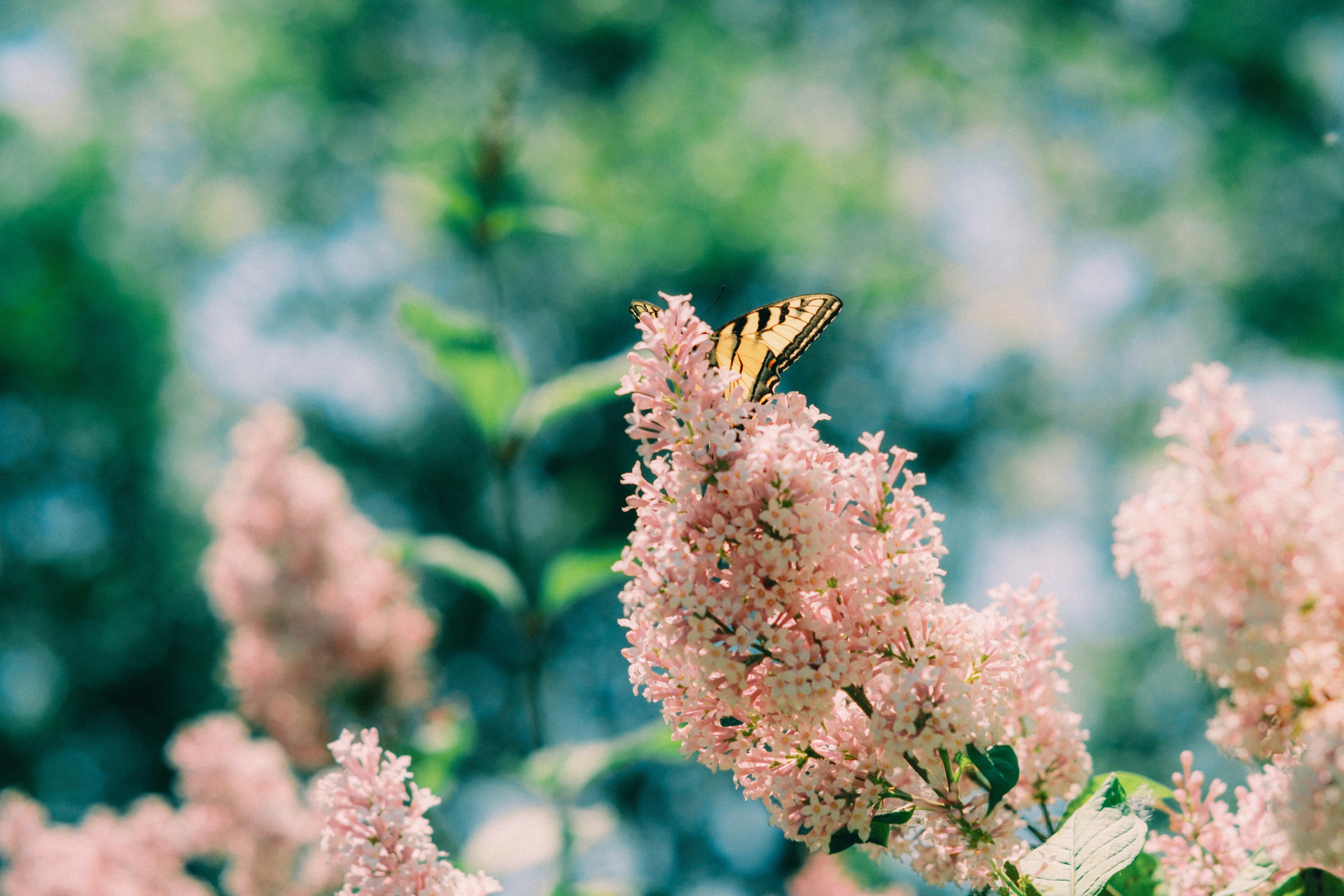 Butterfly Ballet on Pink Lilacs