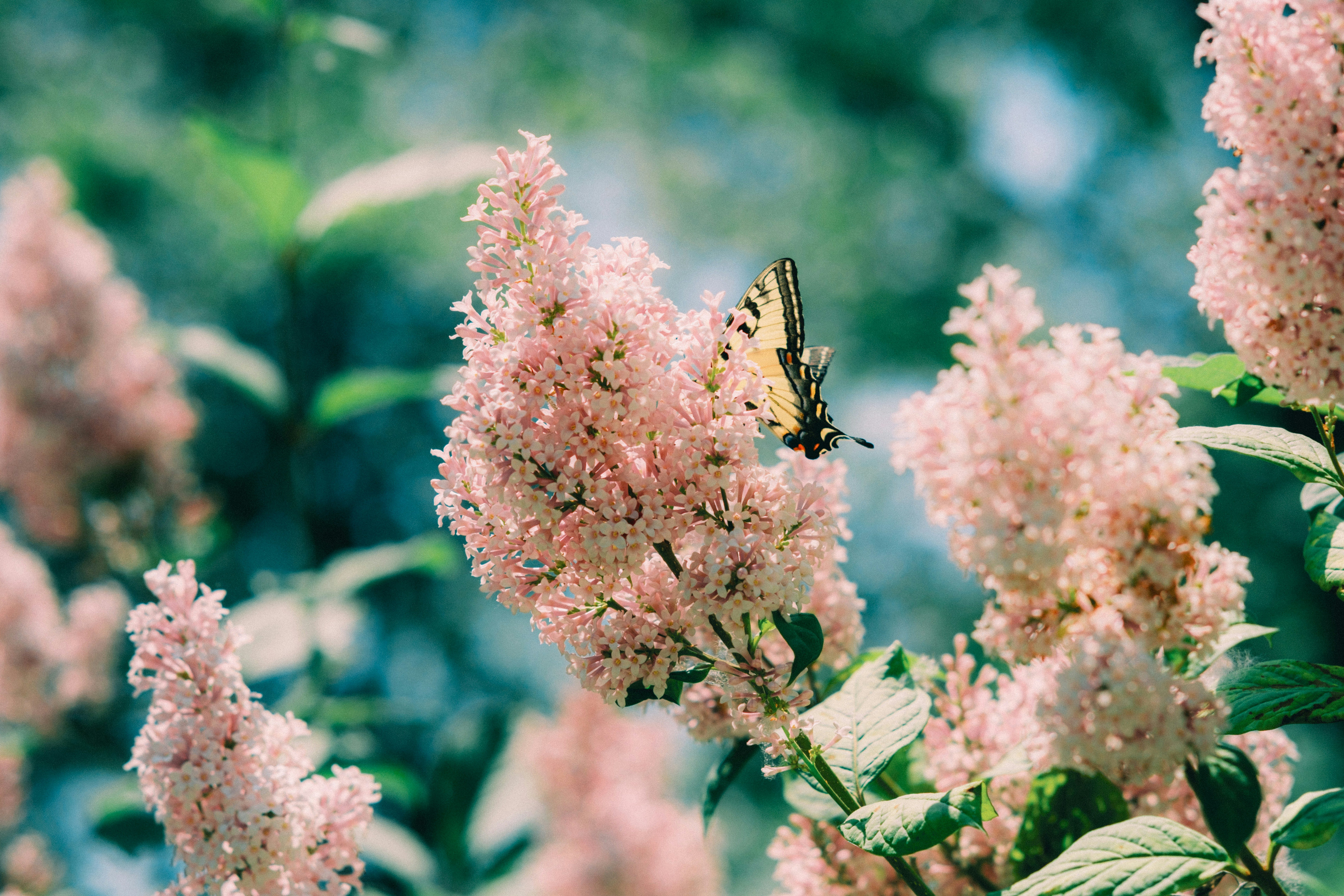 Butterfly on Blush Hydrangea: A Moment of Light