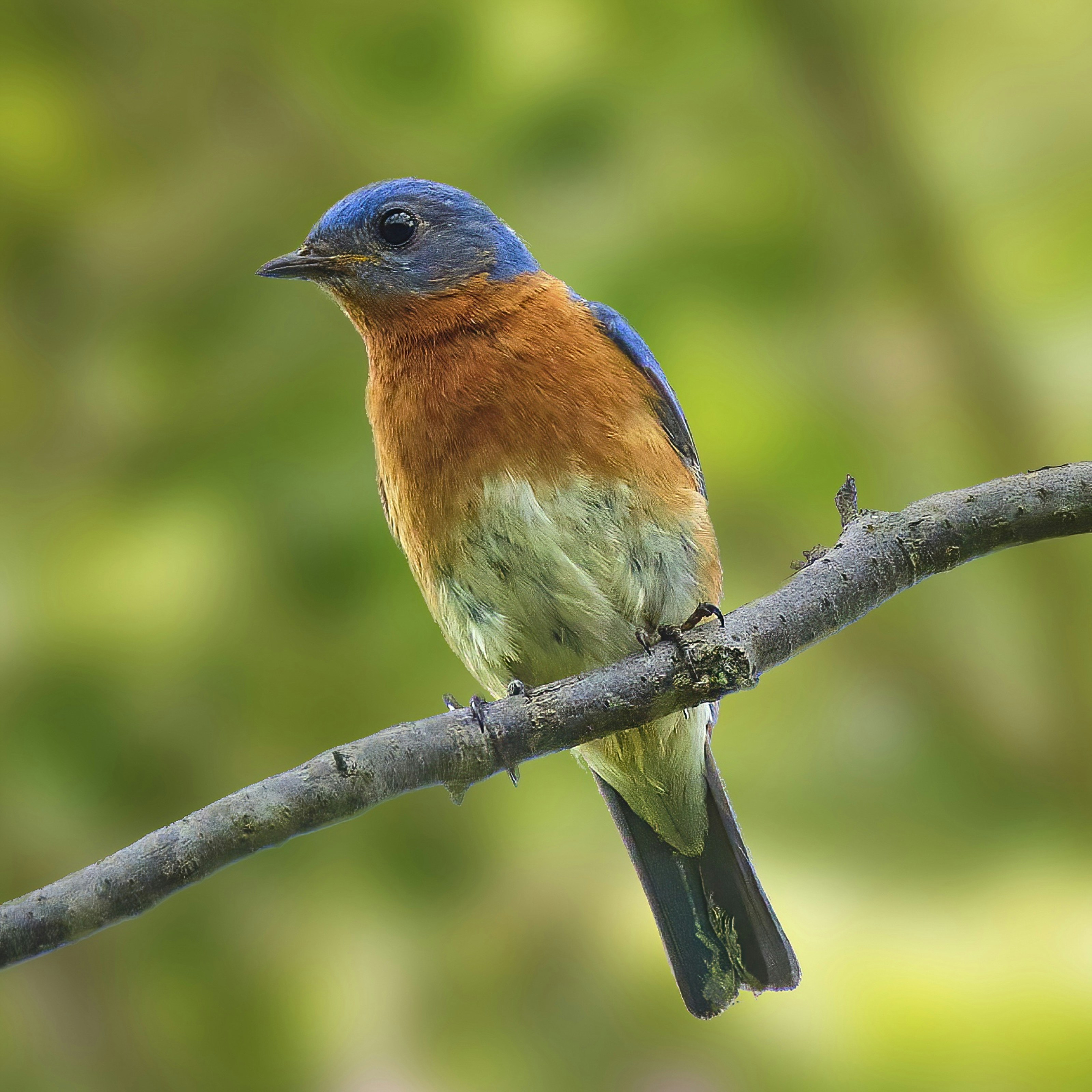 Blue-hooded Robin on a Branch in Vivid Green Backdrop