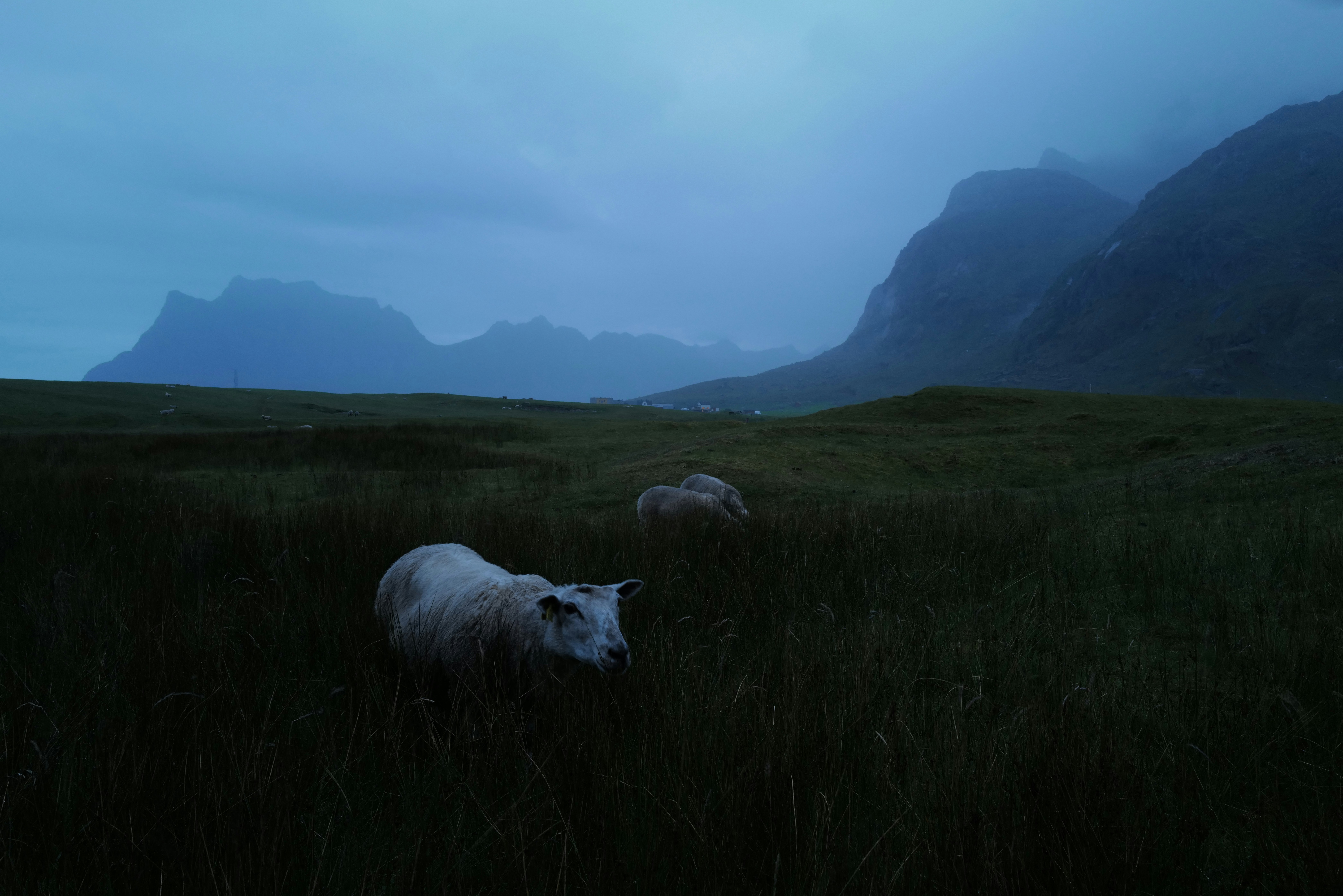 Quiet Herd at Dusk Beneath Stately Blue Peaks