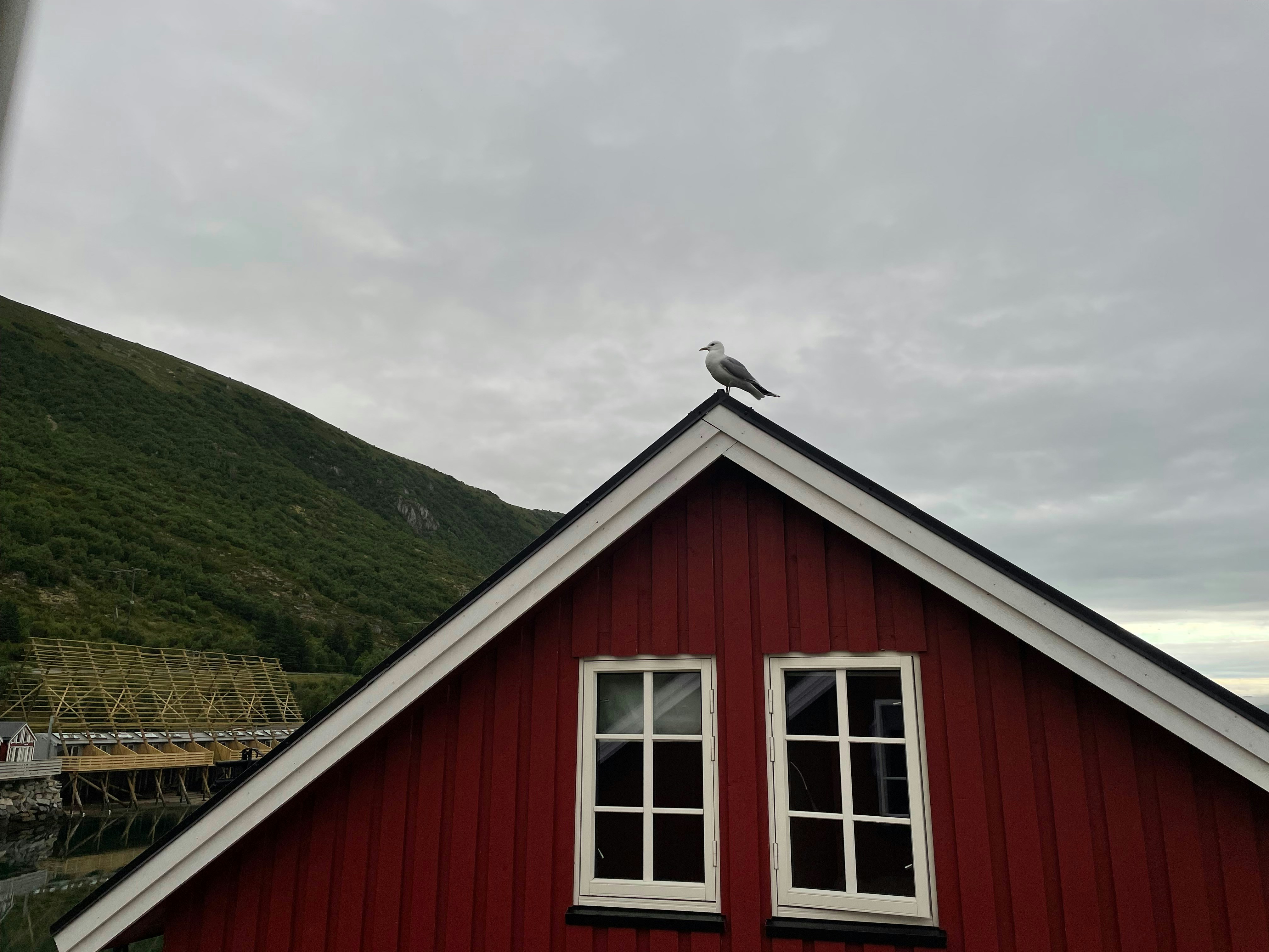 Seabird Perch Above a Mountain Farmhouse