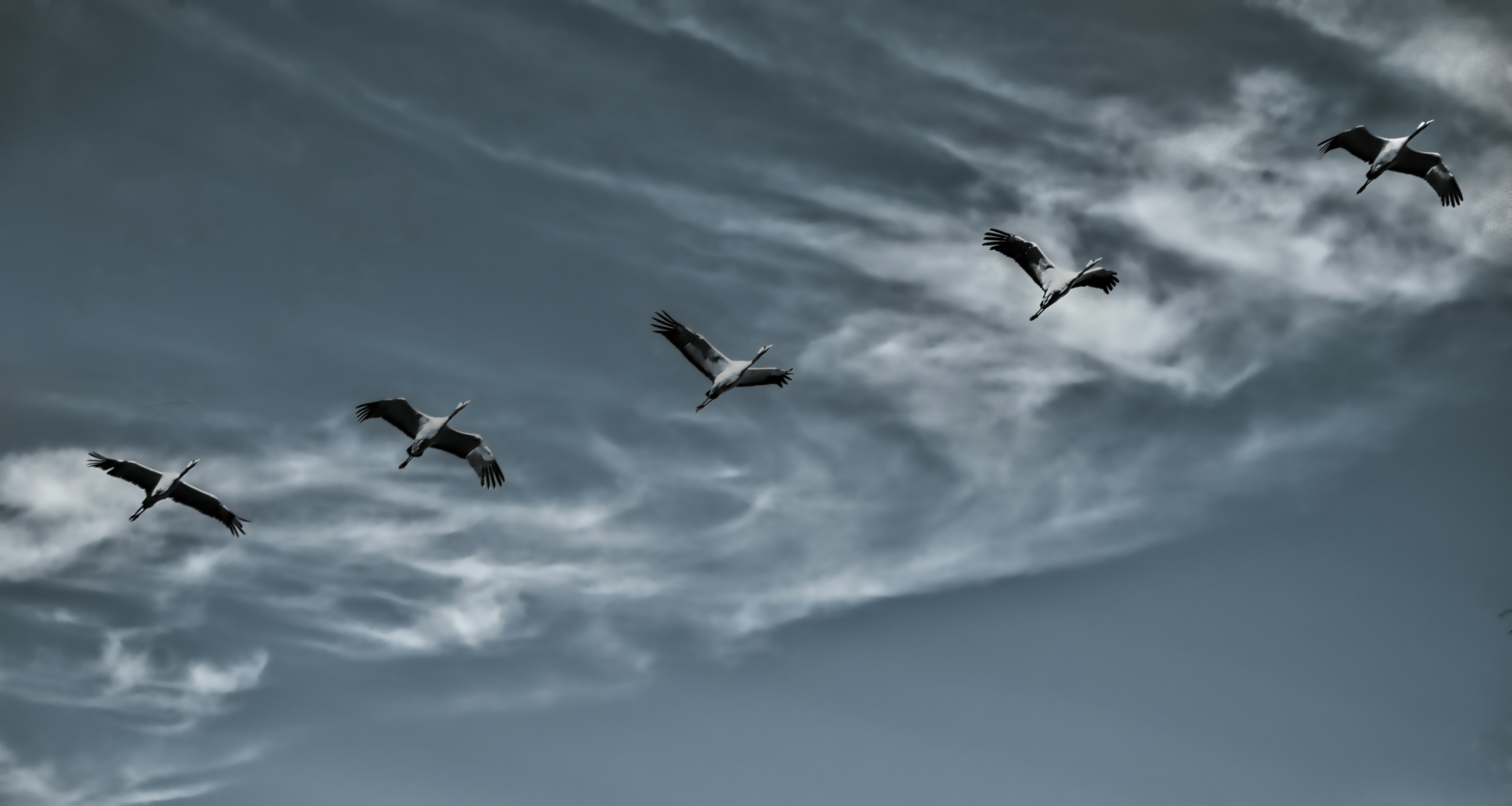 V-formation Grace: Five Seabirds Tracing the Sky