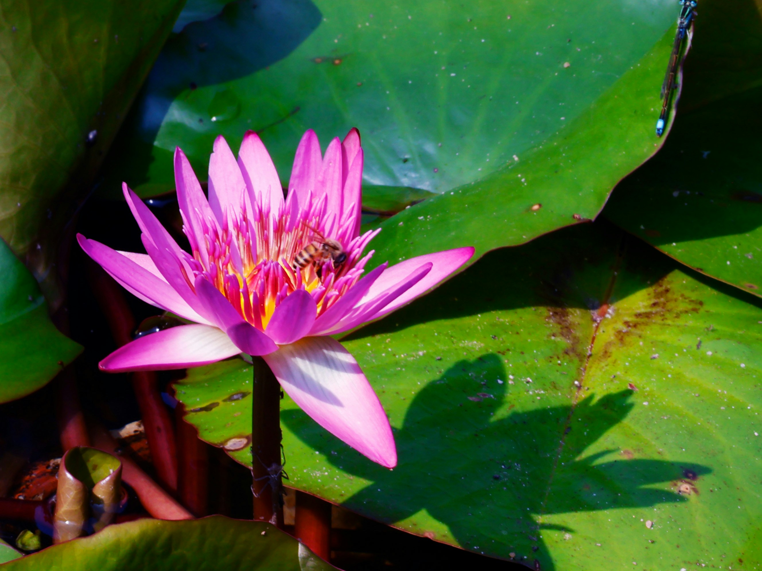 Pink Water Lily in Focus: Center Stage on Verdant Pads