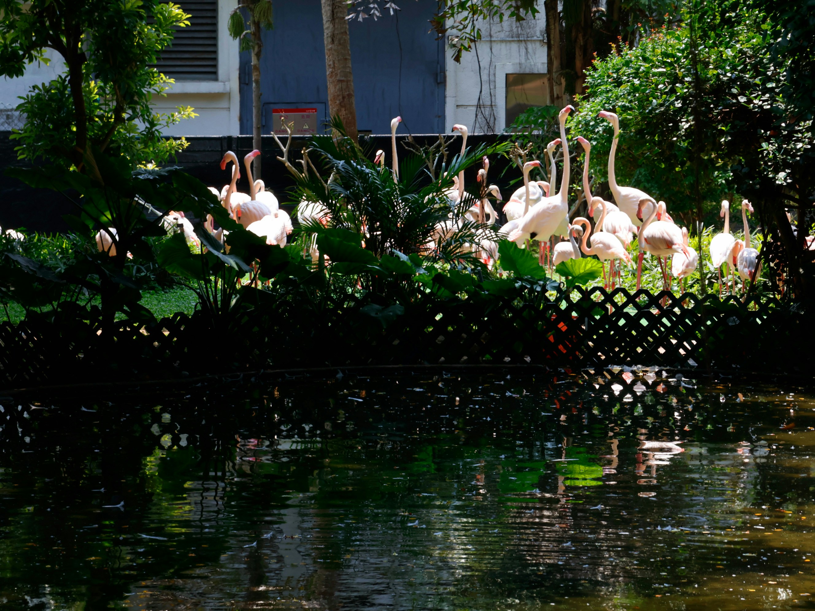 Flamingo Flock at the Garden Canal