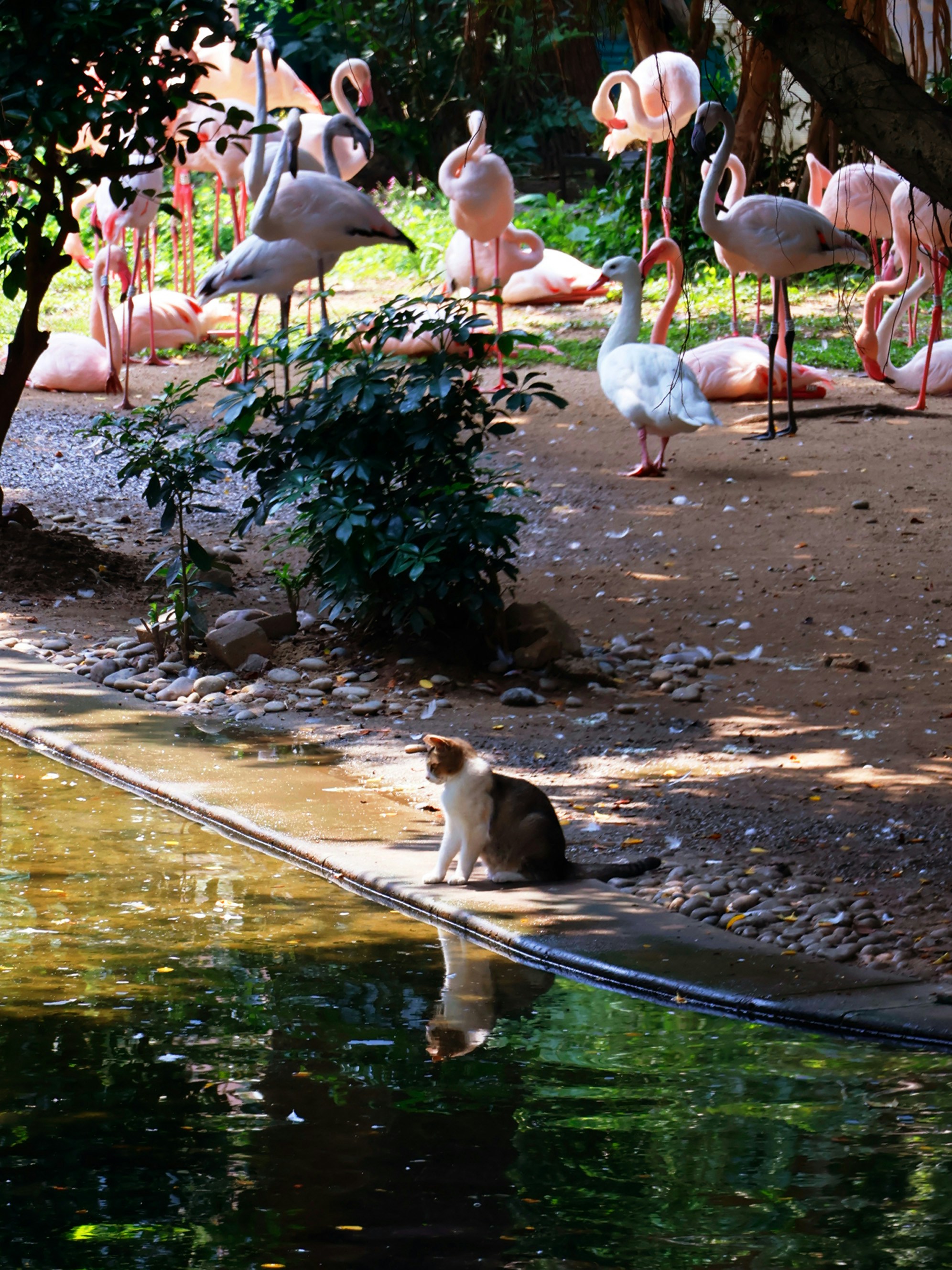 Flamingo Paradise Nearby: A Curious Cat Watches by the Water